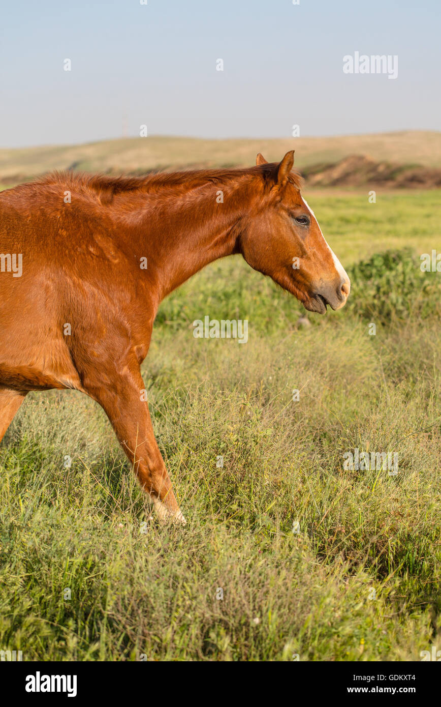 Horses grazing in summer hi-res stock photography and images - Alamy