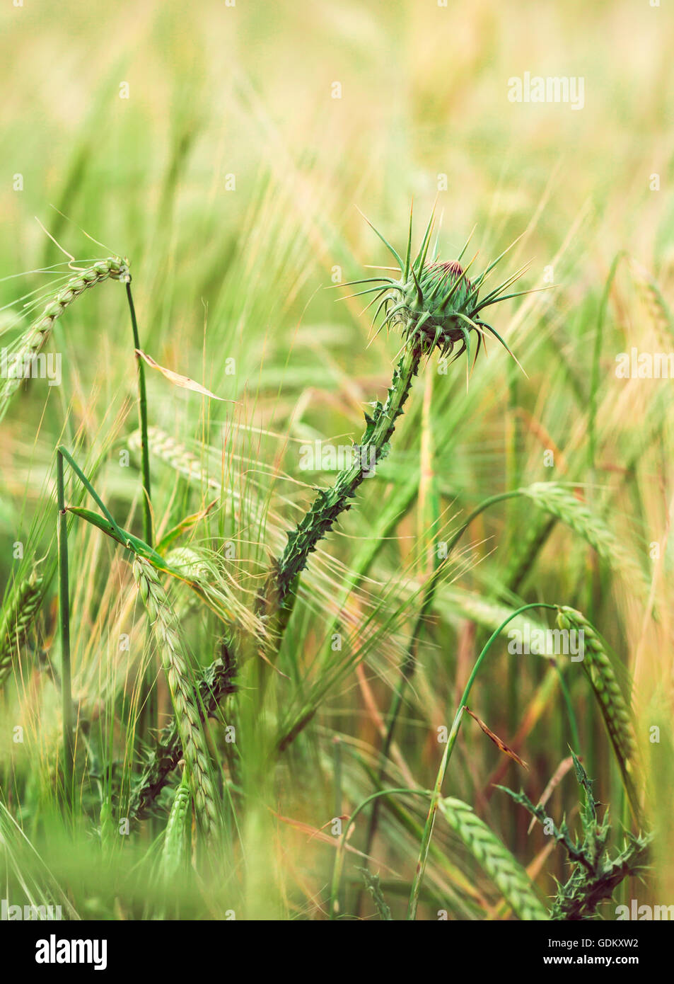weed growing in a field of wheat close-up Stock Photo - Alamy