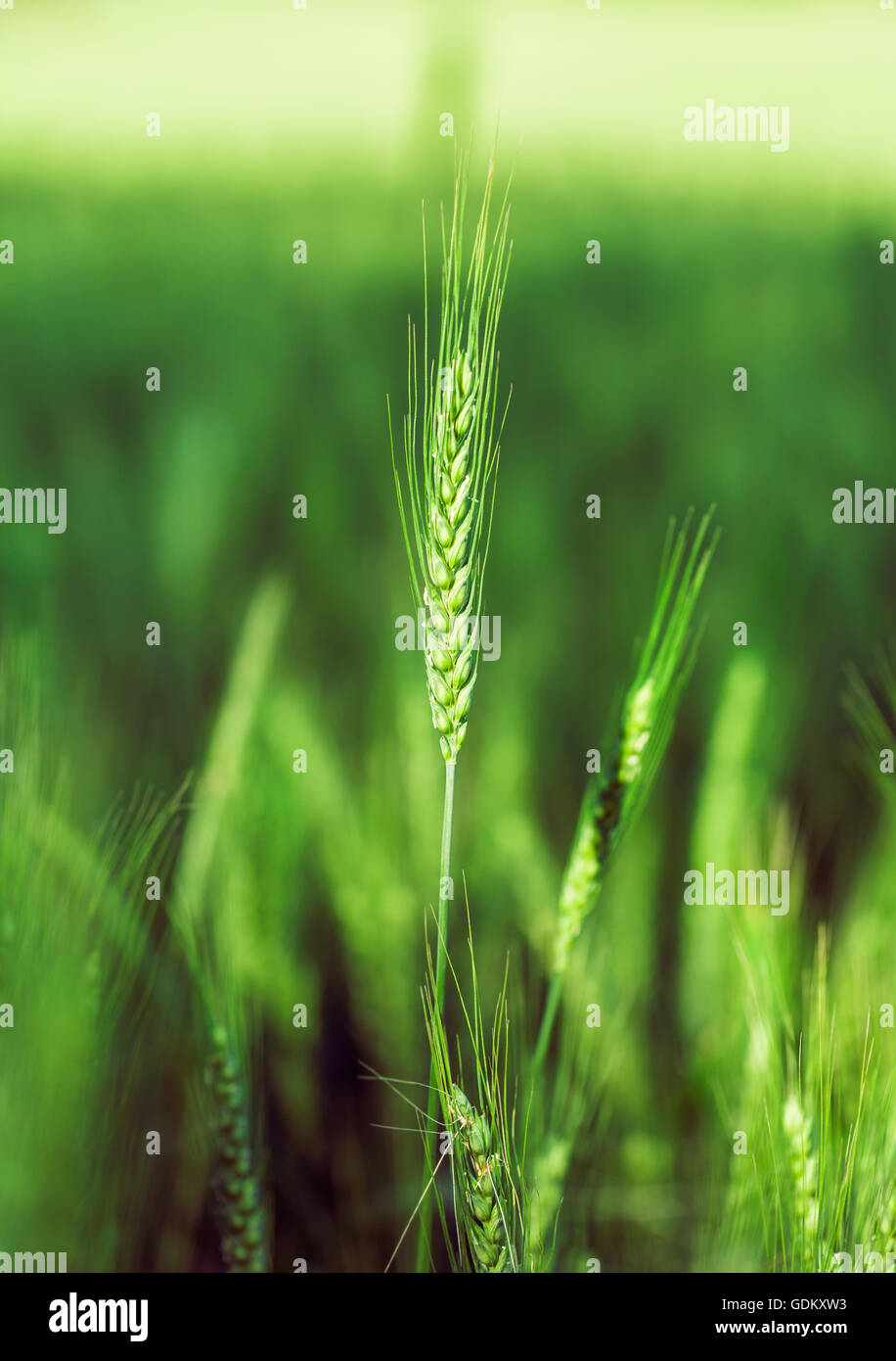 rural landscape, a field of growing the wheat closeup Stock Photo - Alamy