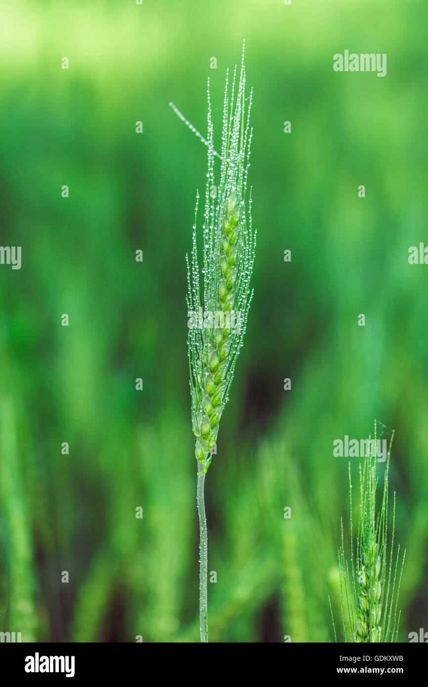 rural landscape, a field of growing the wheat closeup Stock Photo - Alamy