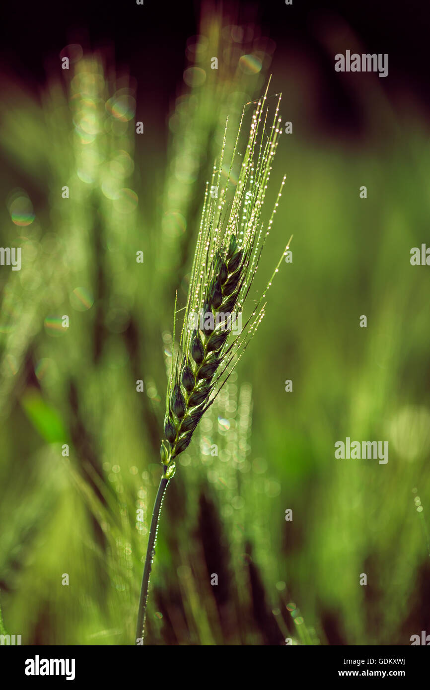 rural landscape, a field of growing the wheat closeup Stock Photo - Alamy