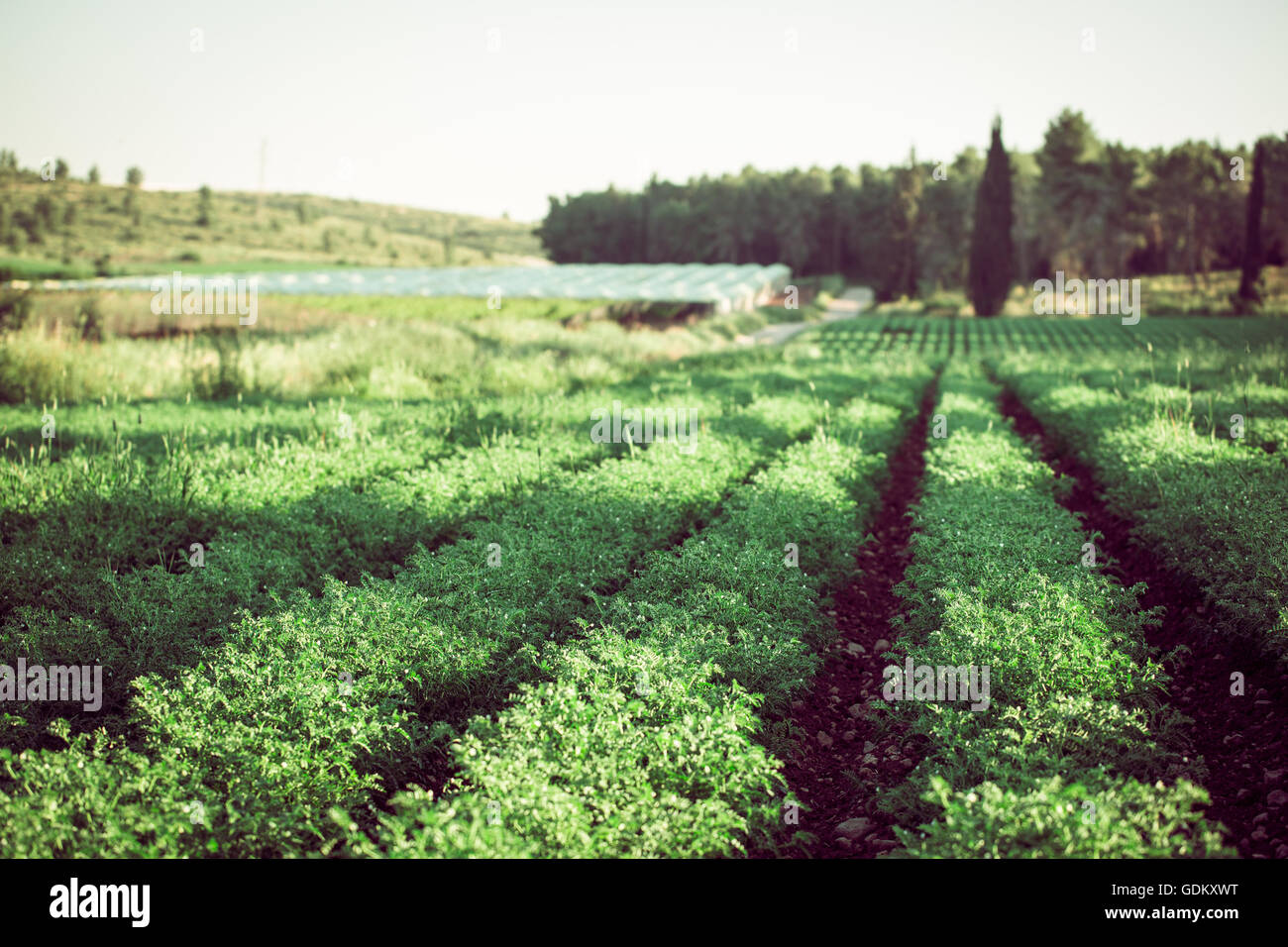 rows of the growing vegetables, agricultural landscape Stock Photo - Alamy