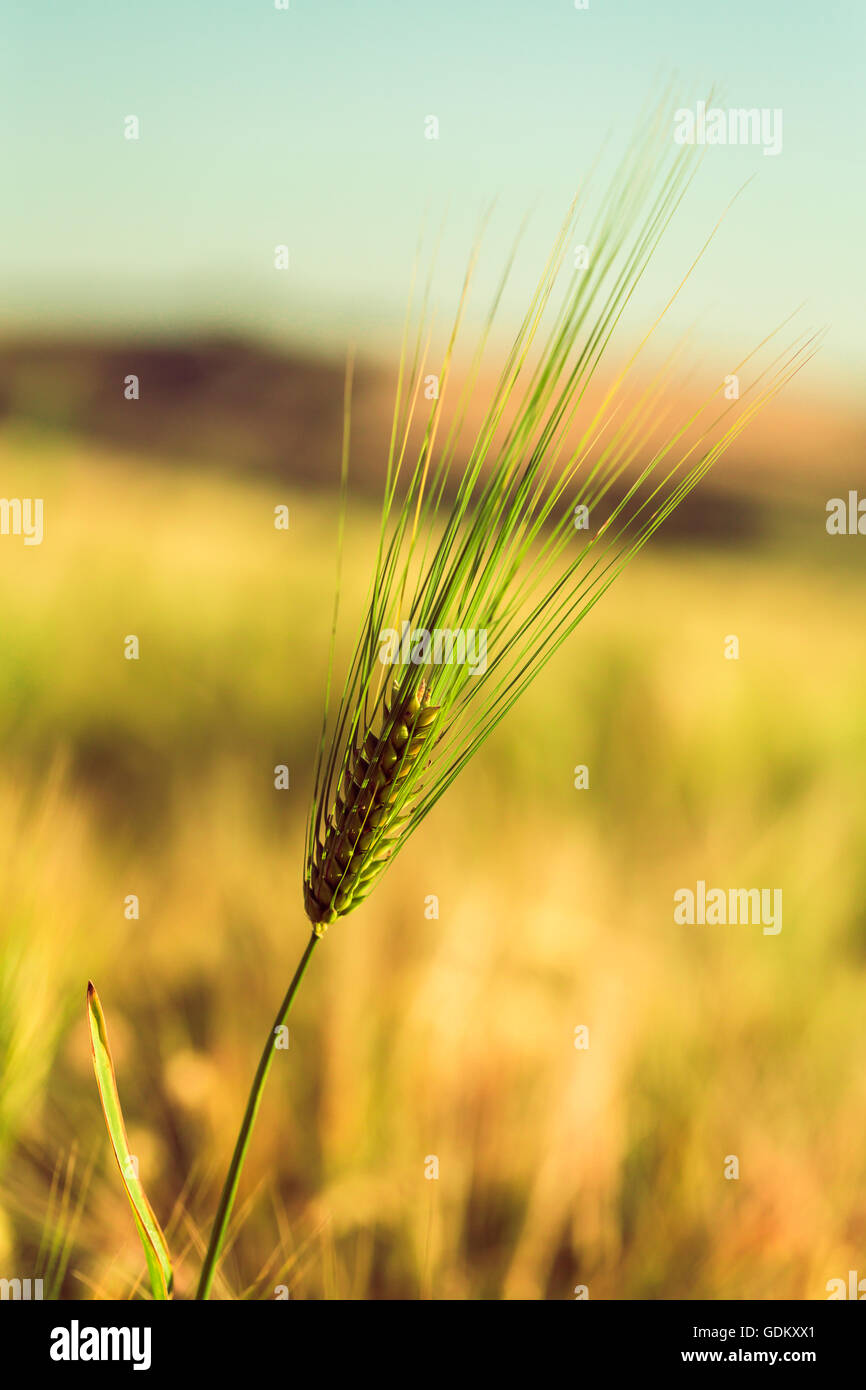 rural landscape, a field of growing the wheat closeup Stock Photo - Alamy