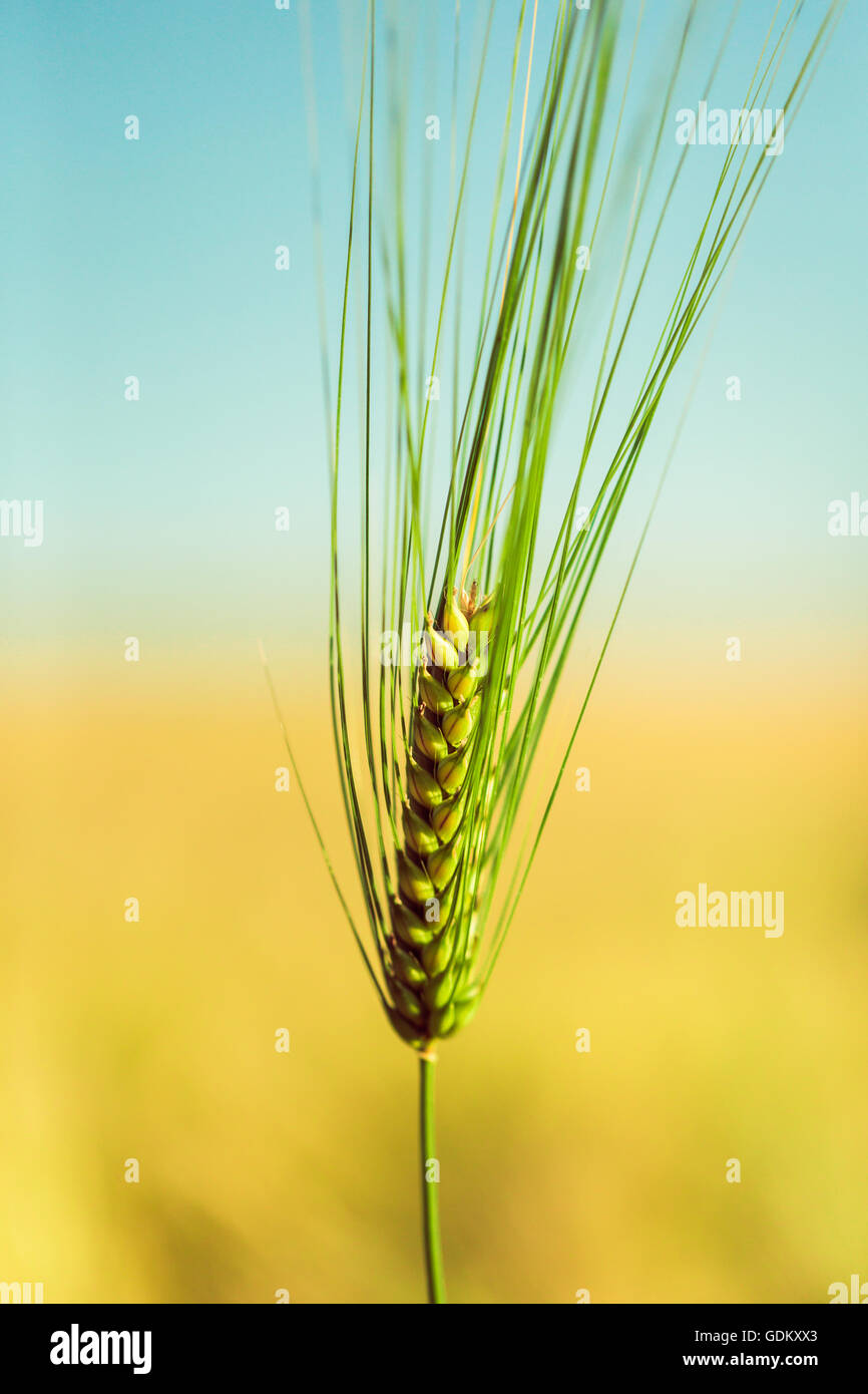 rural landscape, a field of growing the wheat closeup Stock Photo - Alamy