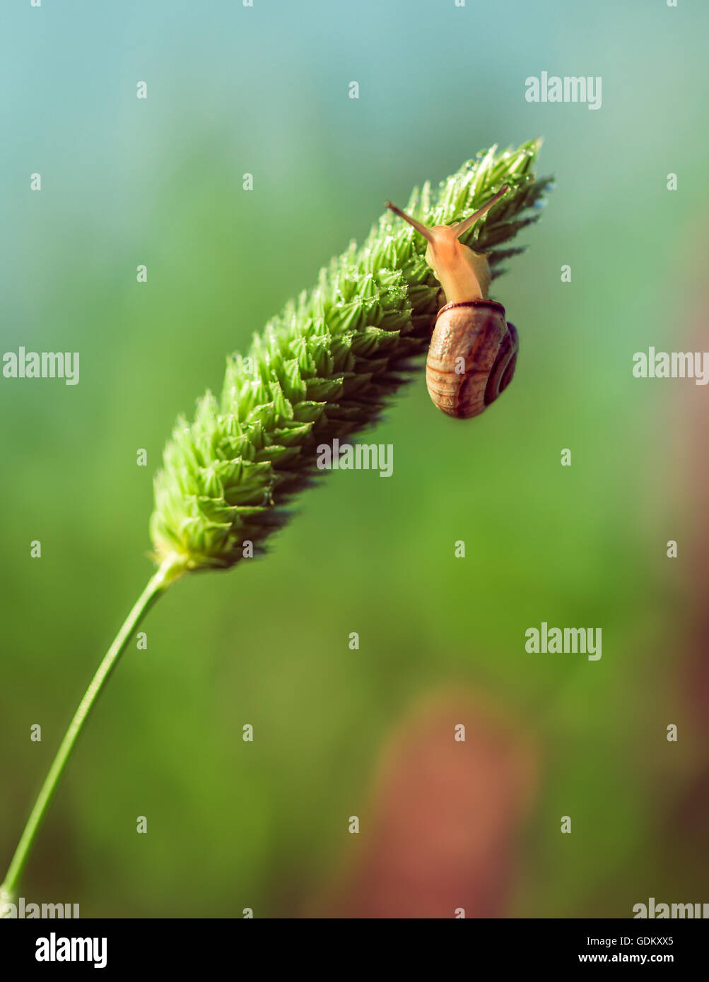 Closeup cute snail on hi-res stock photography and images - Alamy