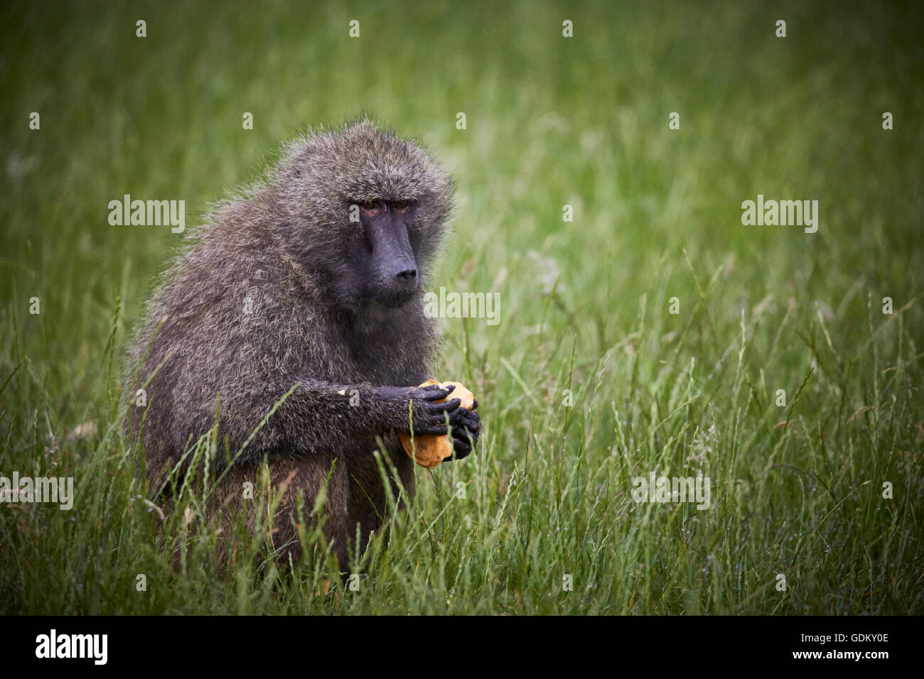 Knowsley Safari Park is a zoological park and tourist attraction in the ...