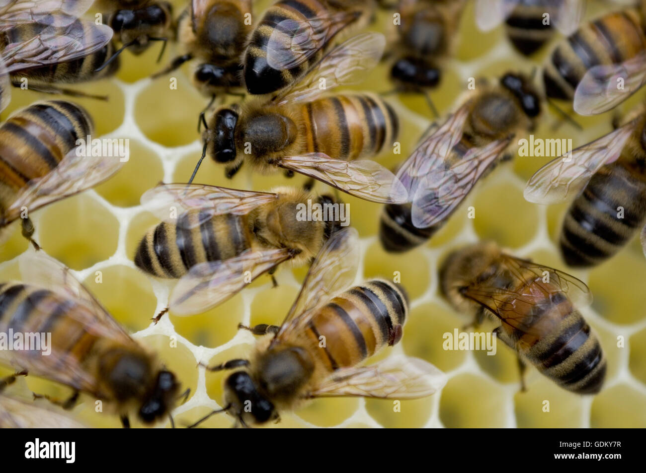 Varroa mite on bee hi-res stock photography and images - Alamy