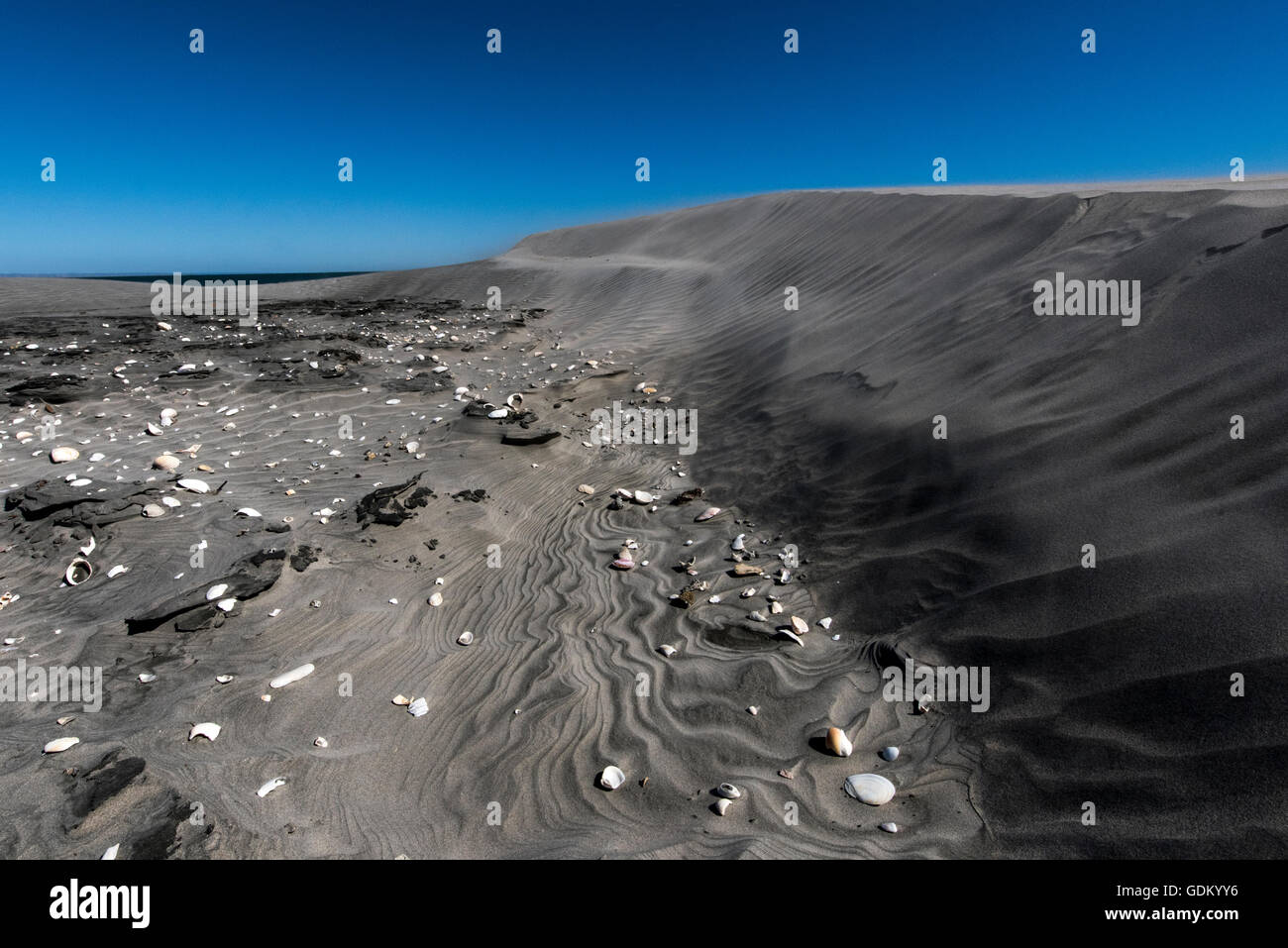 Shell beach San Ignacio Lagoon, Baja California, Mexico Stock Photo - Alamy