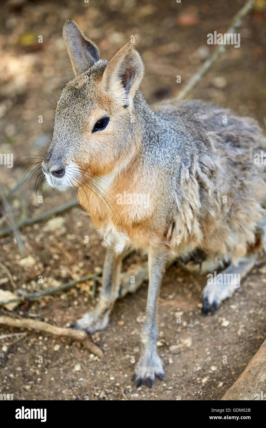 Tropical rodent hi-res stock photography and images - Alamy
