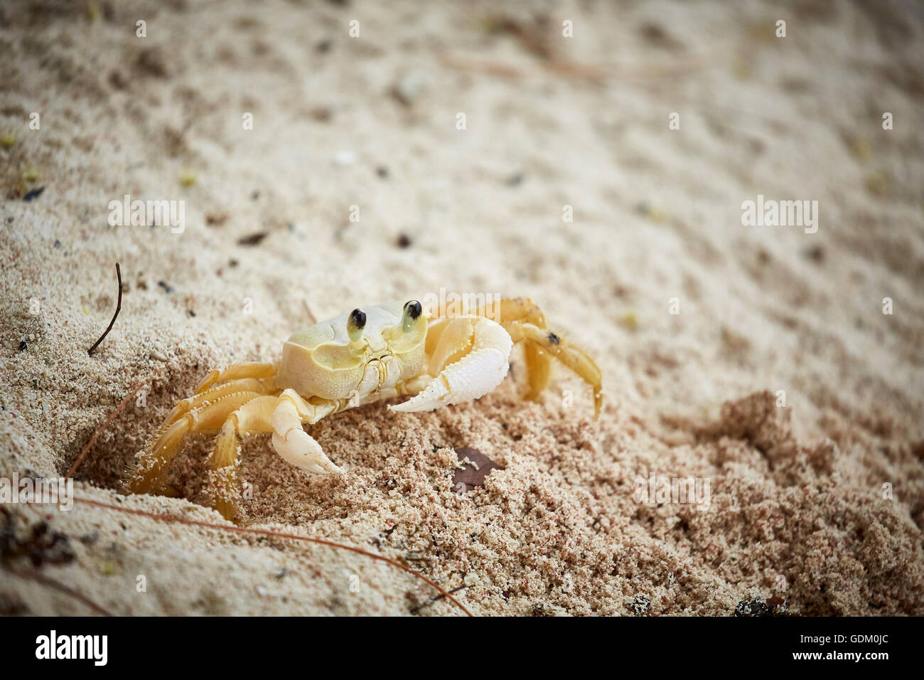 Watching burrowing into hole flicking sand away atlantic ghost crab hi ...