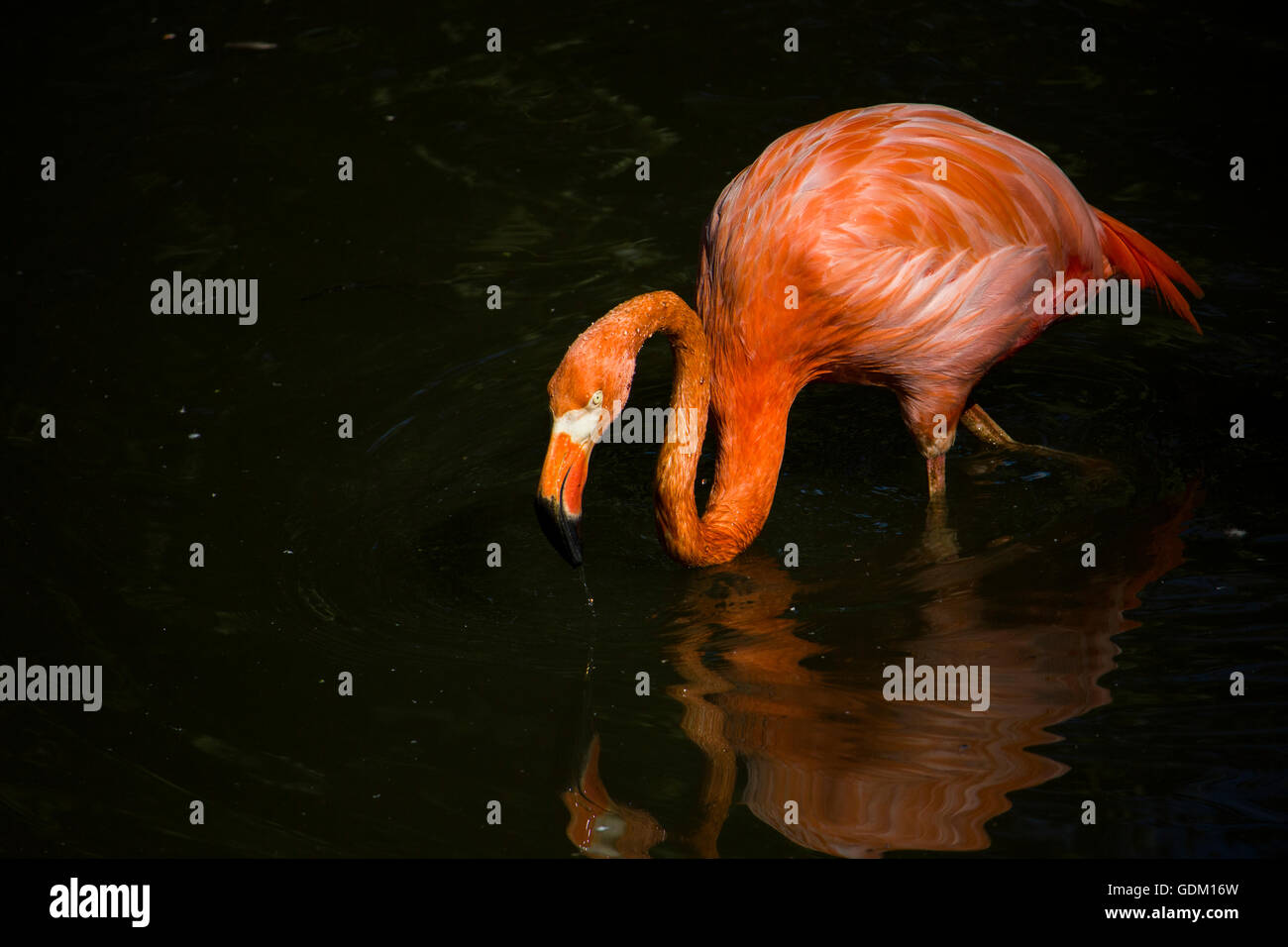 Happy flamingo hi-res stock photography and images - Alamy