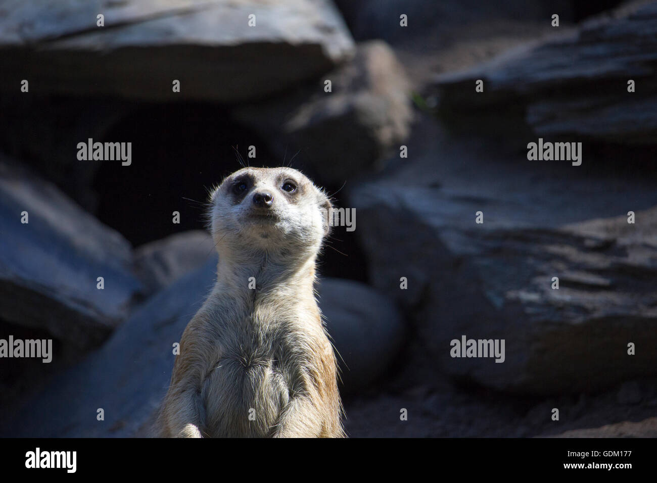 Happy suricate hi-res stock photography and images - Alamy