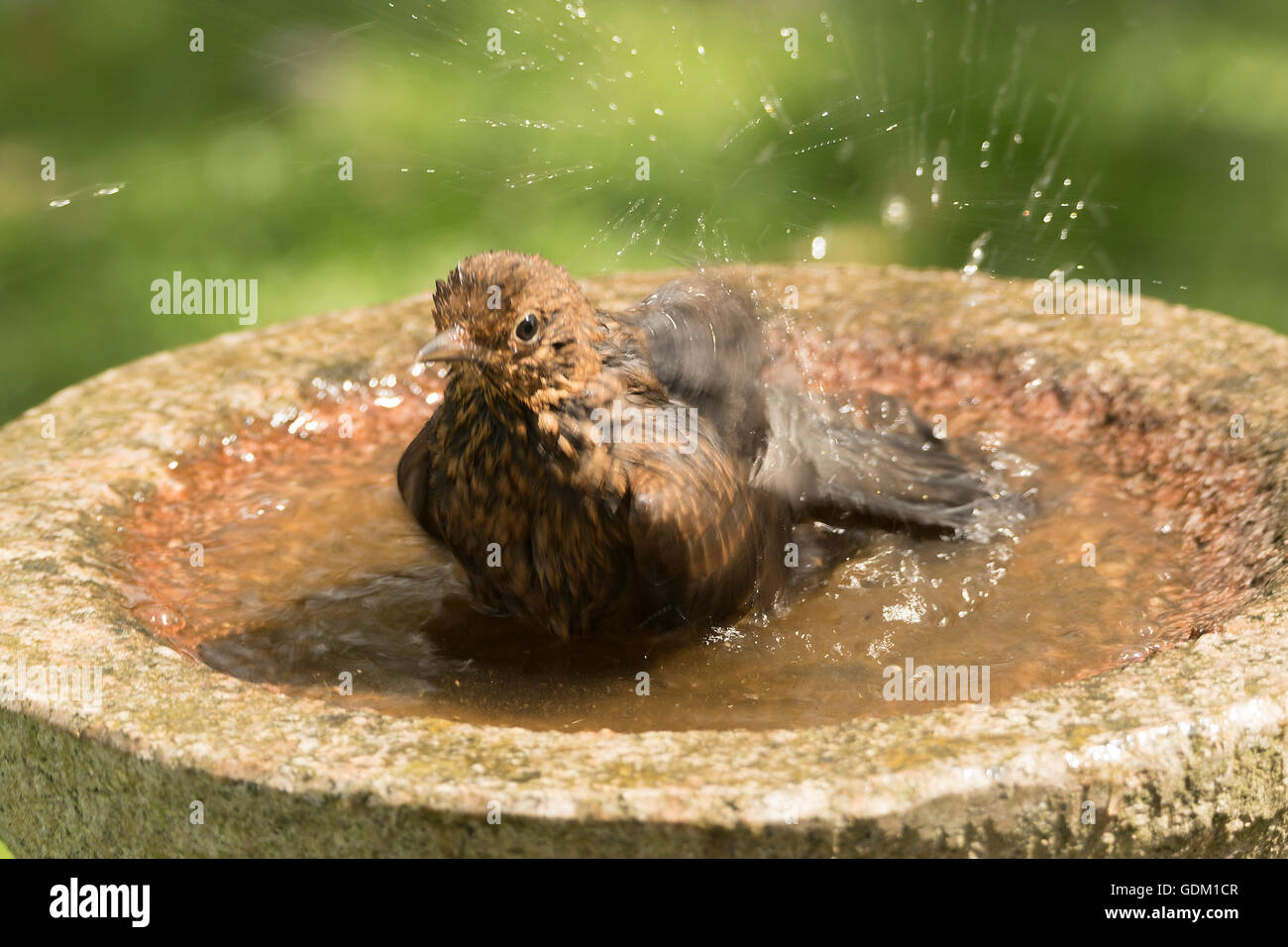 Black bird washing in a bird bath hi-res stock photography and images ...