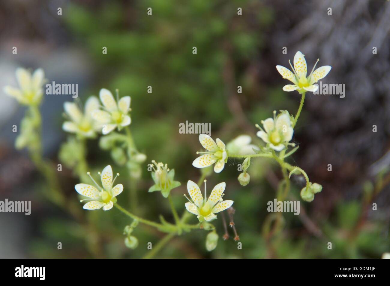 closeup of mountain saxifrage Stock Photo - Alamy