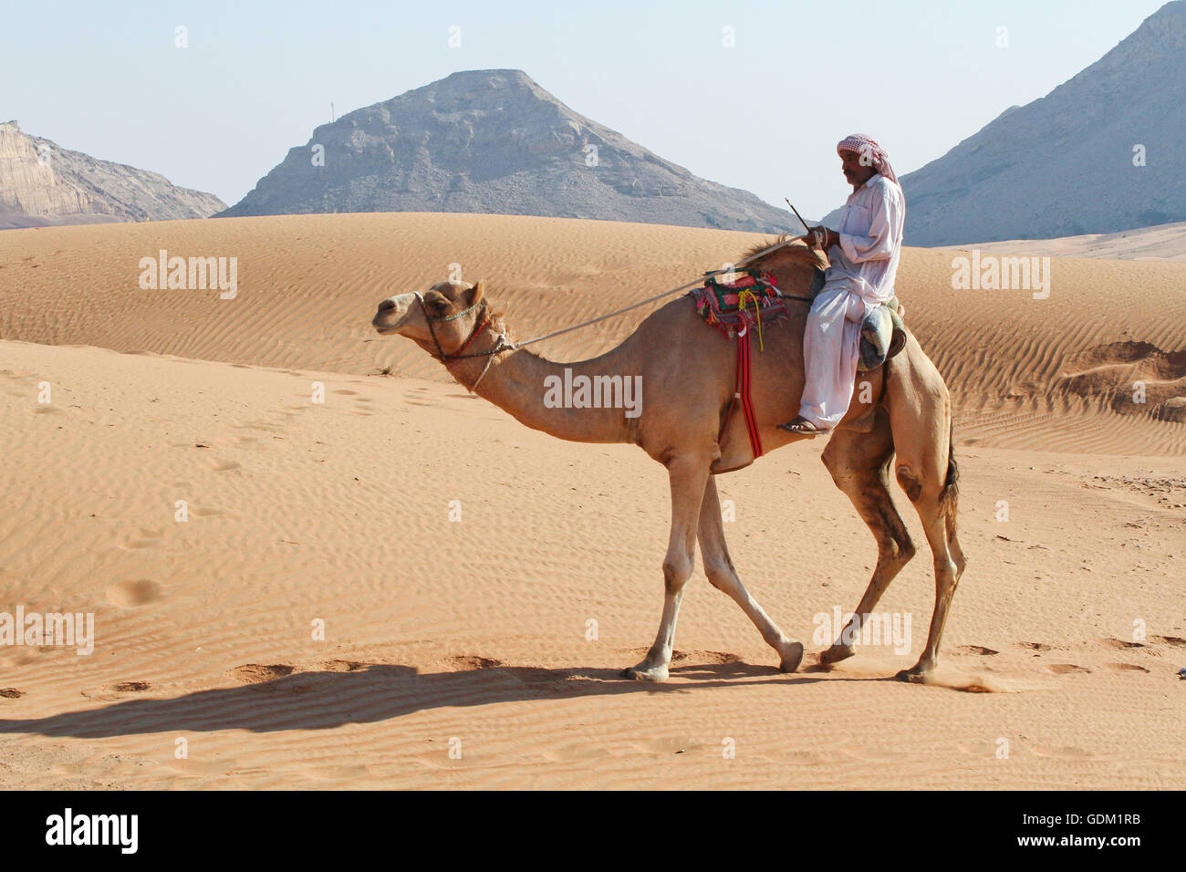 Rising a camel hi-res stock photography and images - Alamy