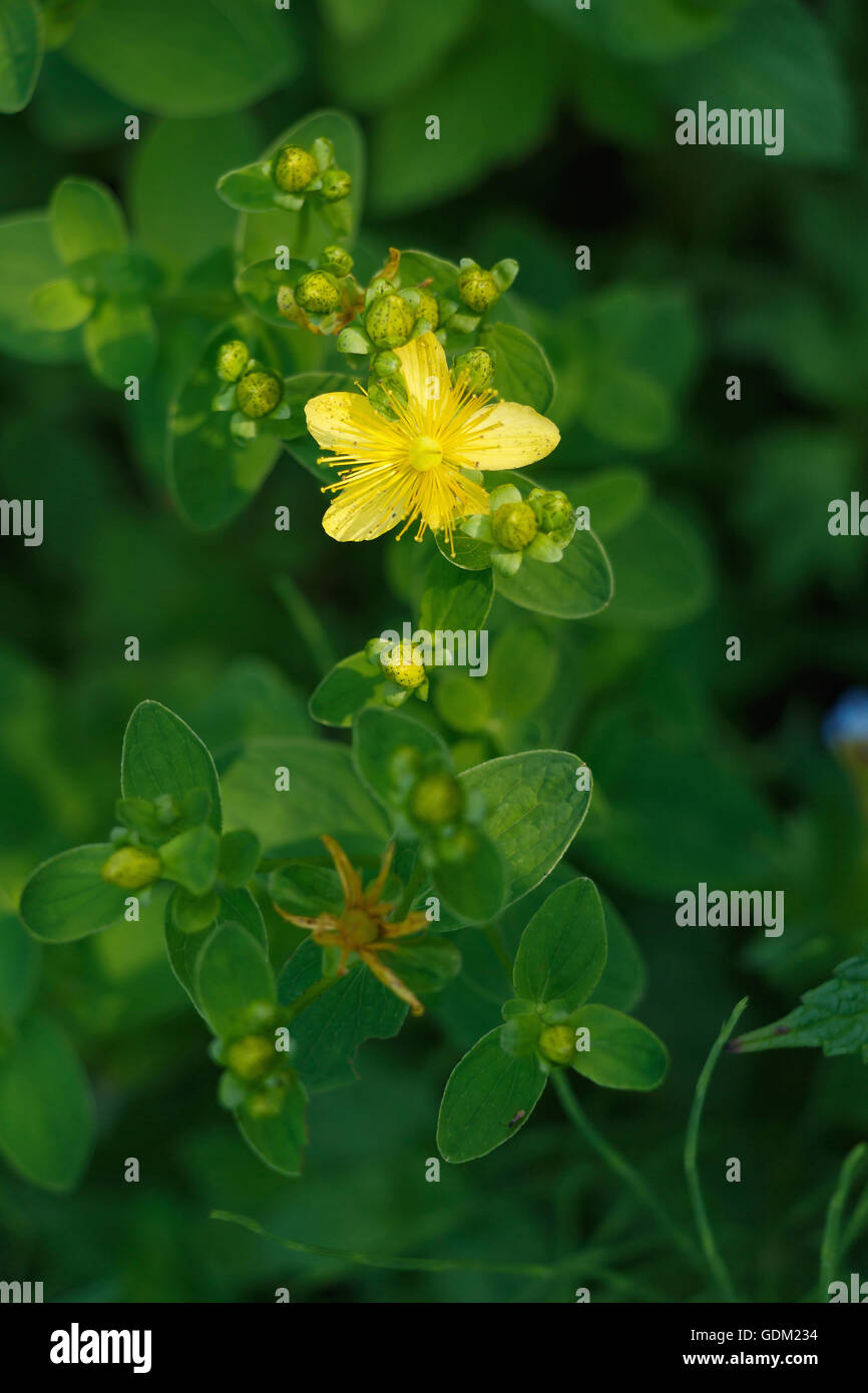 Floret hi-res stock photography and images - Alamy