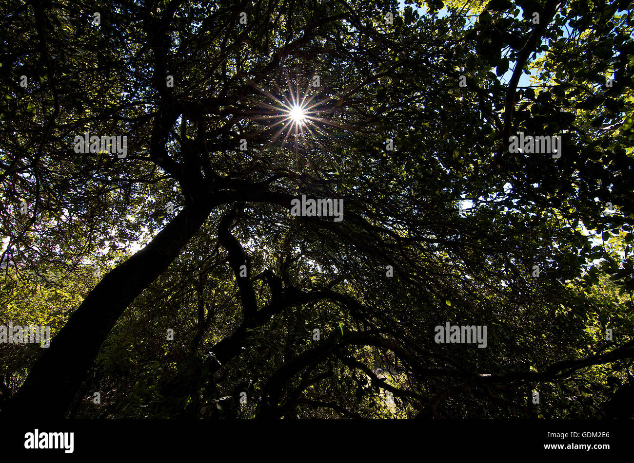 Oak tree forest in Dibeen Forest Reserve, Jordan Stock Photo - Alamy