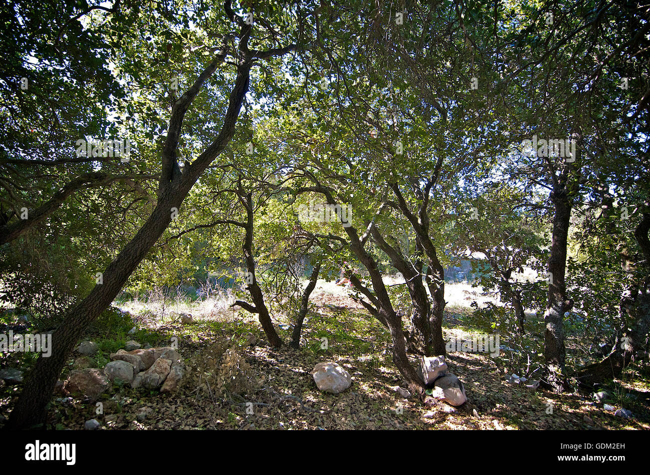 Oak tree forest in Dibeen Forest Reserve, Jordan Stock Photo - Alamy