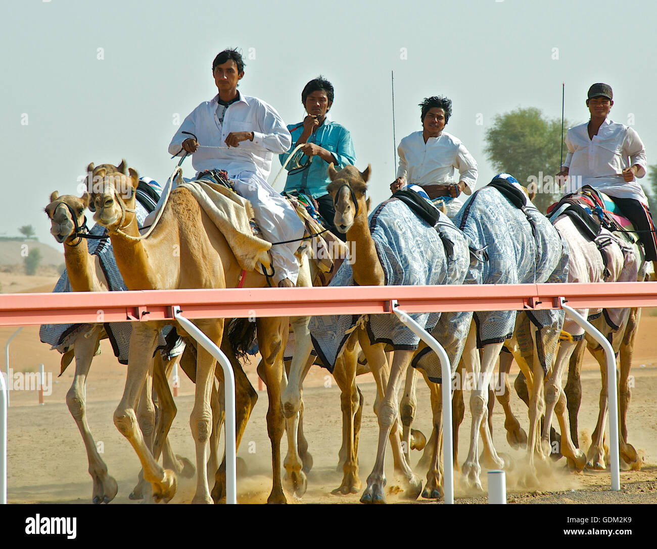 Racing camels training on the racetrack Stock Photo - Alamy