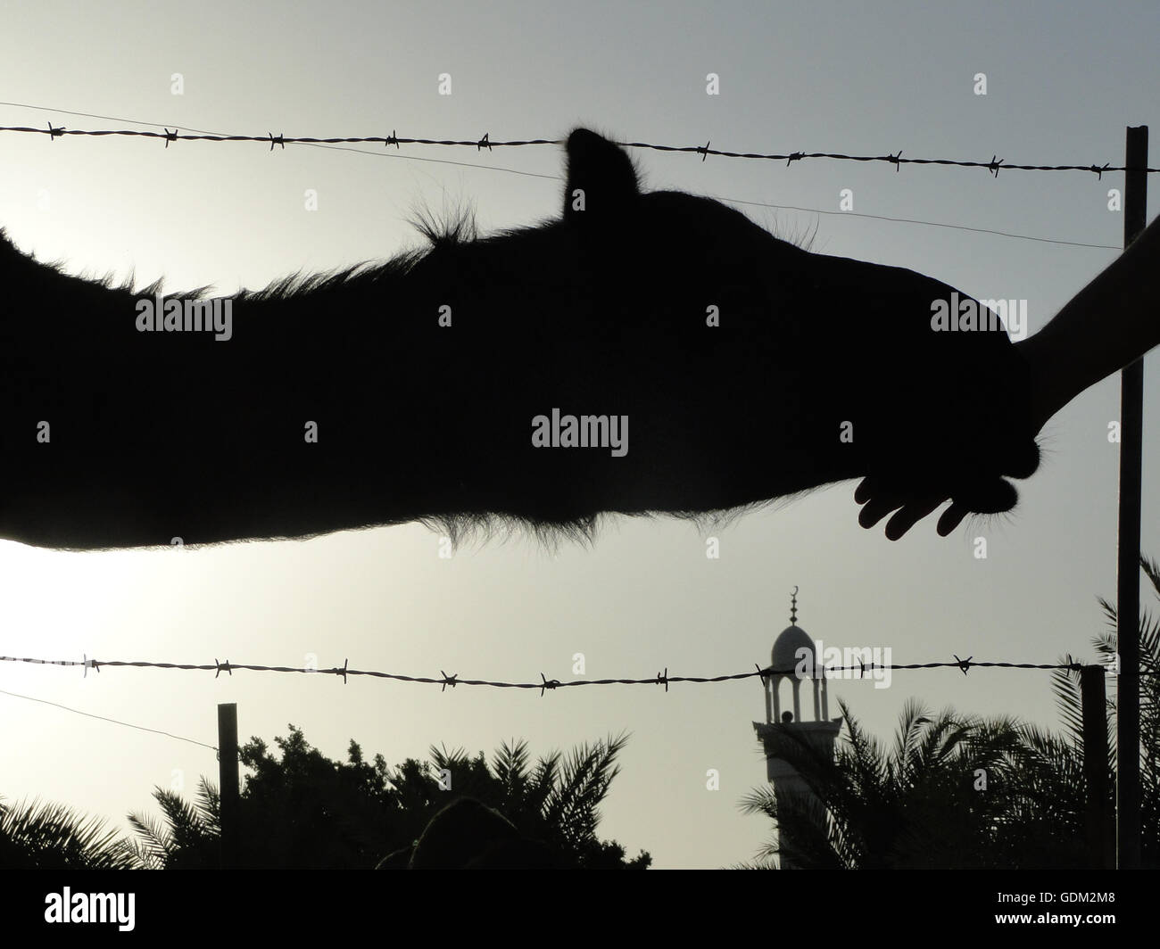 Camel 1 hi-res stock photography and images - Alamy