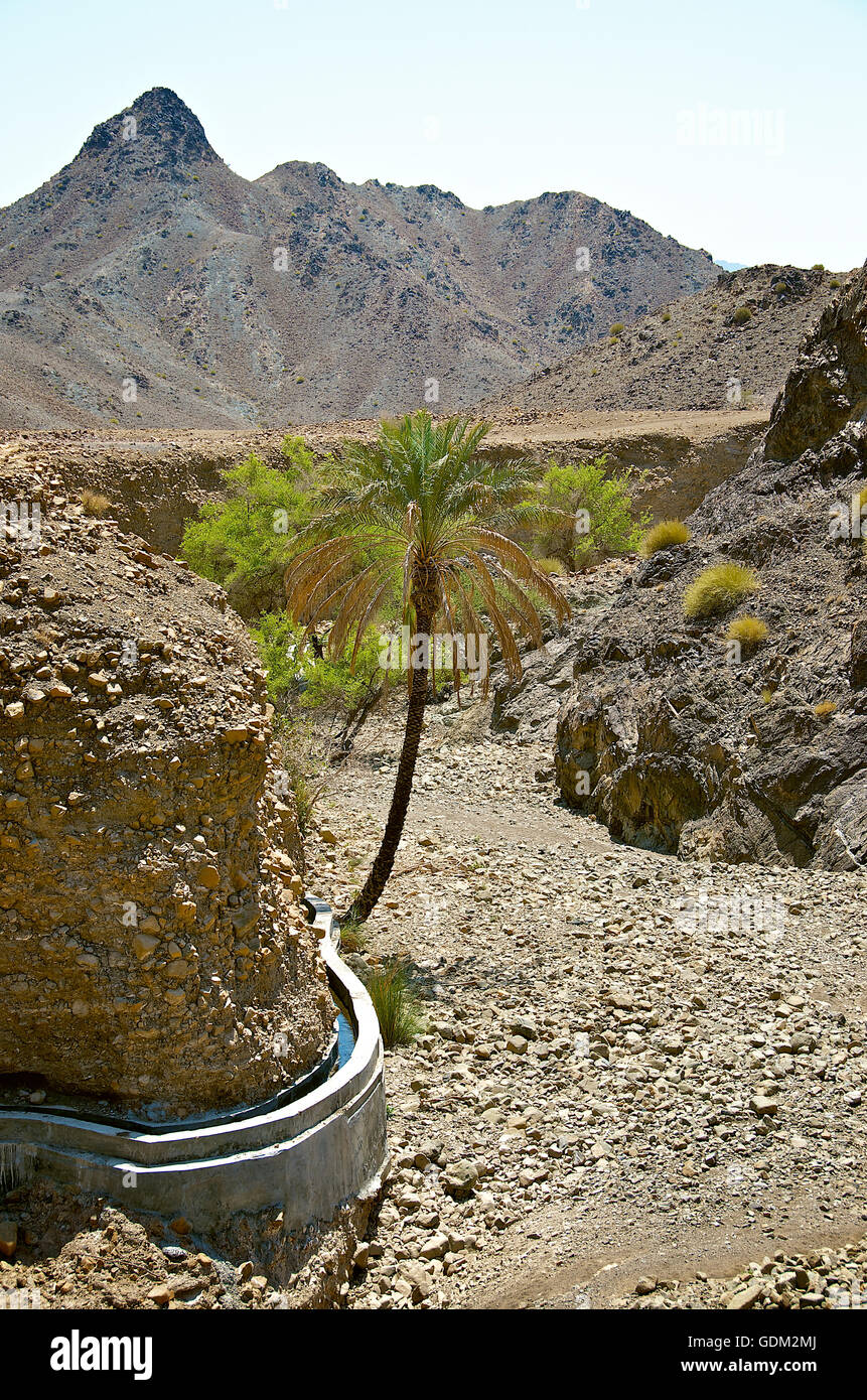 A plam tree in a dry wadi next to an irrigation channel, the falaj ...