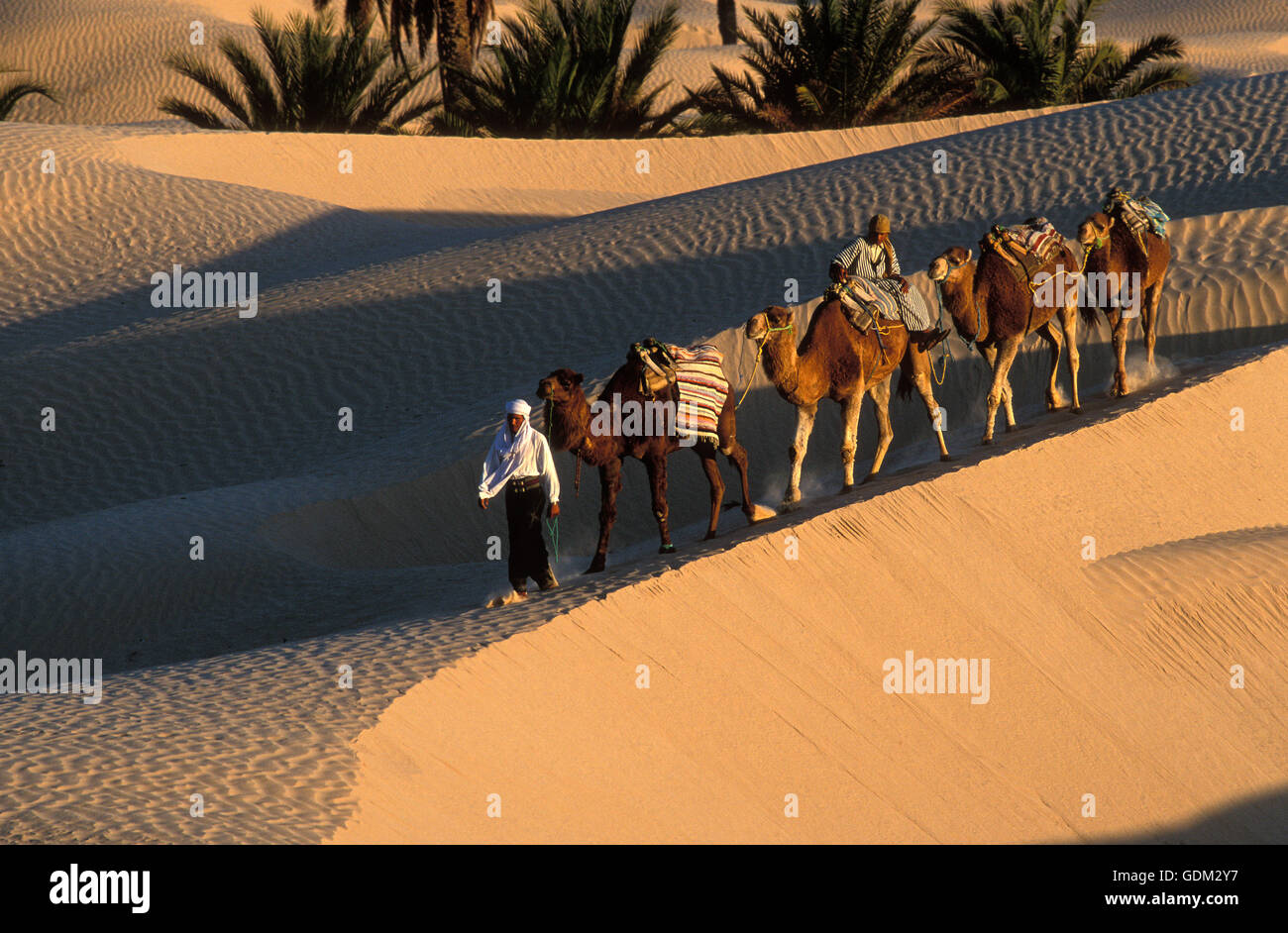 Douz tunisie hi-res stock photography and images - Alamy