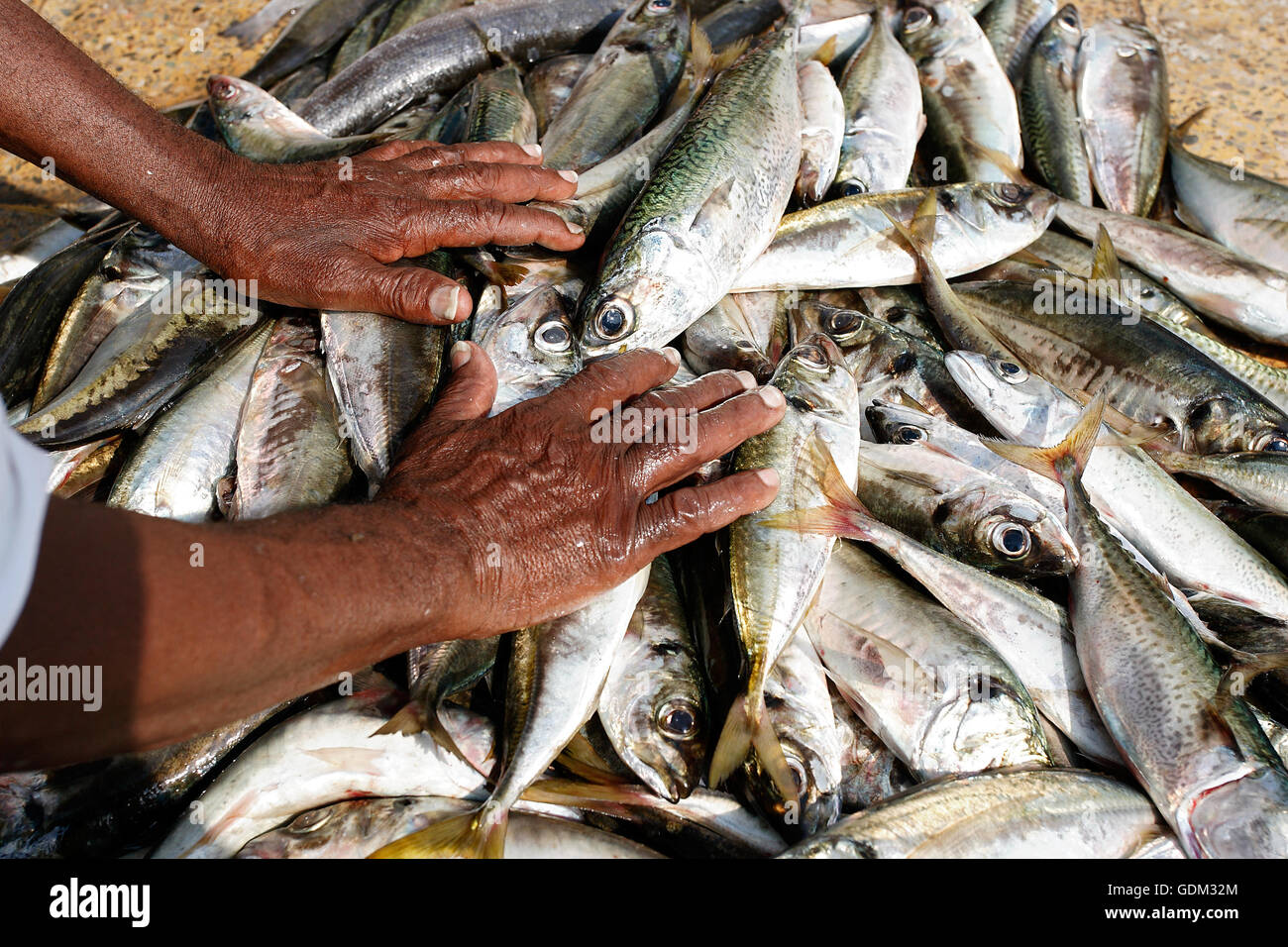 Mans hands on fresh fish, Oman Stock Photo - Alamy