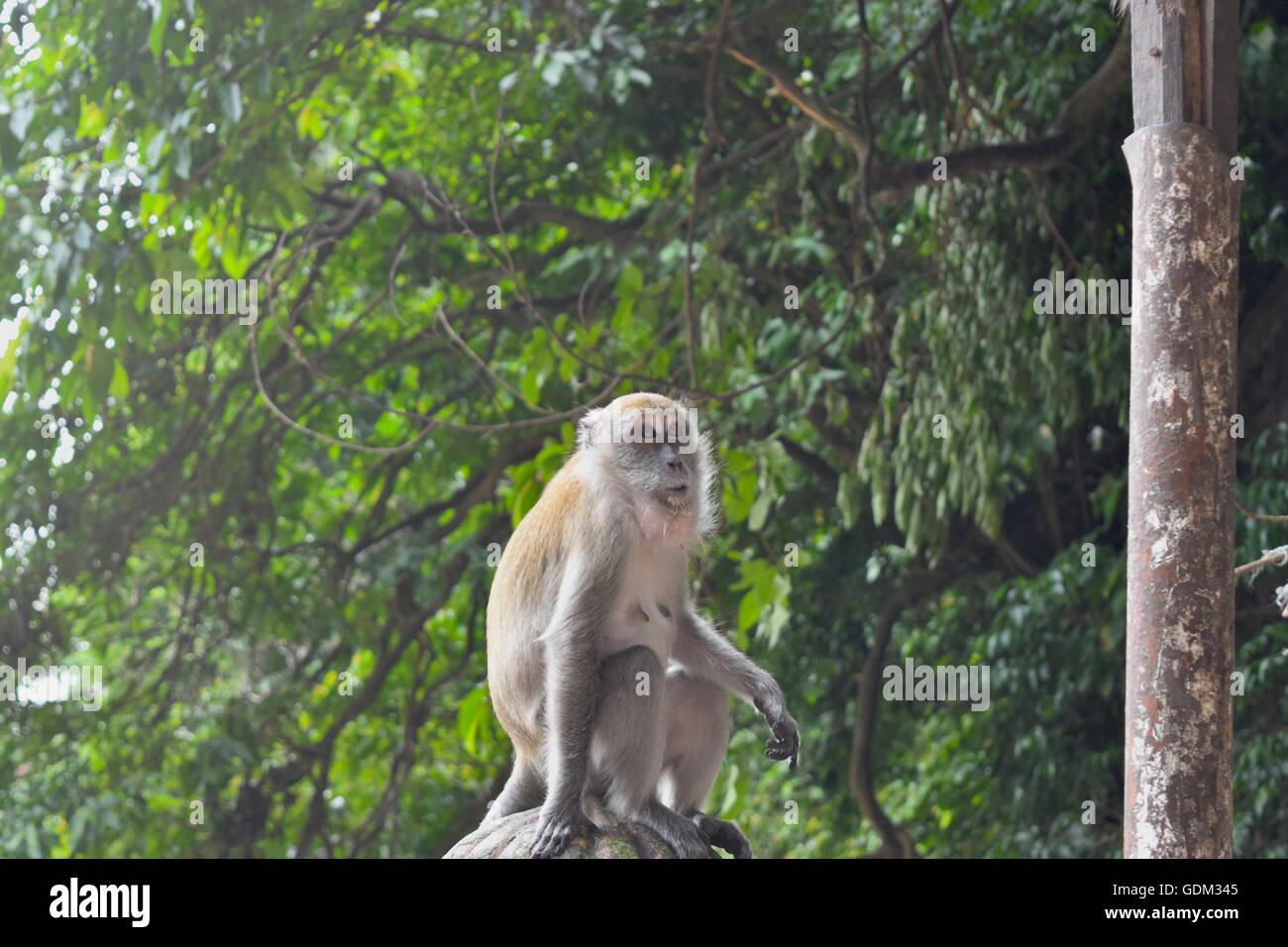 Prayers of a Malaysian monkey Stock Photo - Alamy