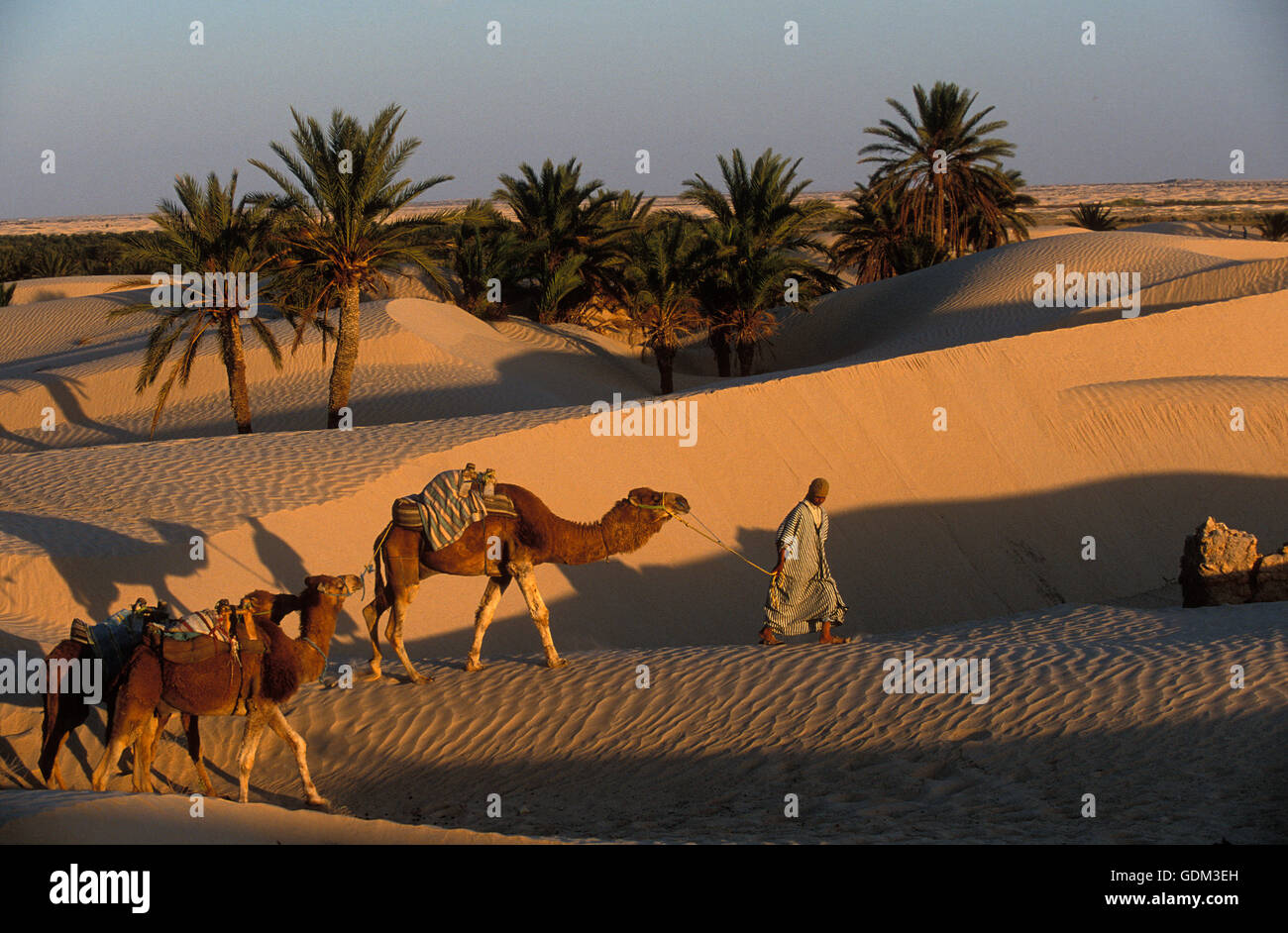 Douz tunisie hi-res stock photography and images - Alamy
