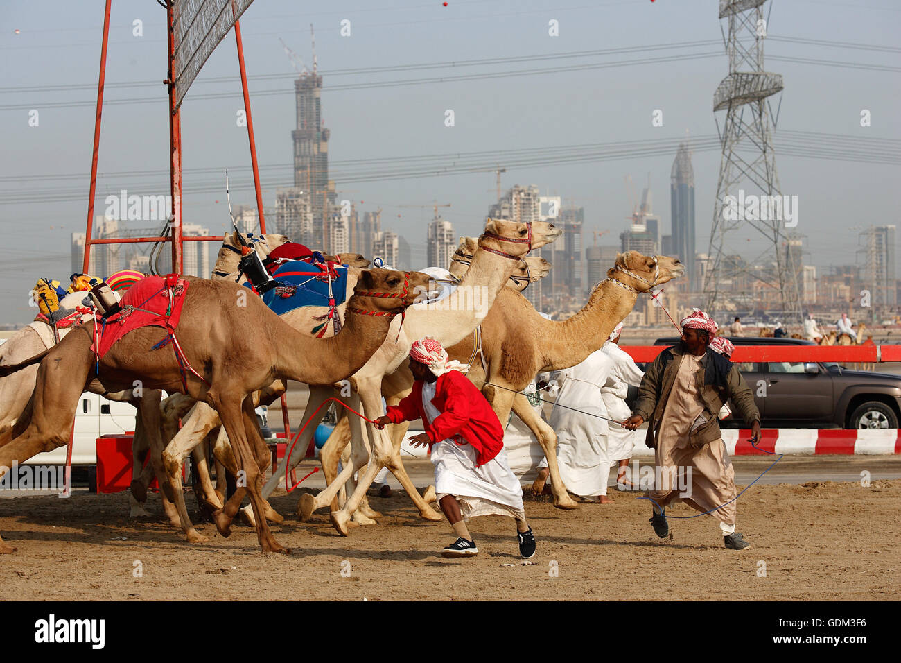 A traditional camel race in Sweihan, Dubai, UAE Stock Photo - Alamy