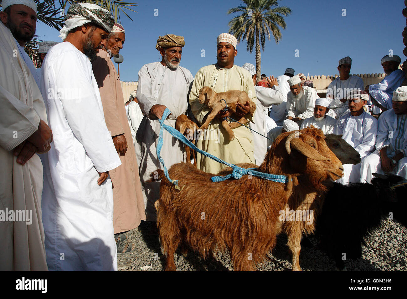 Cattle Market in Oman Stock Photo - Alamy