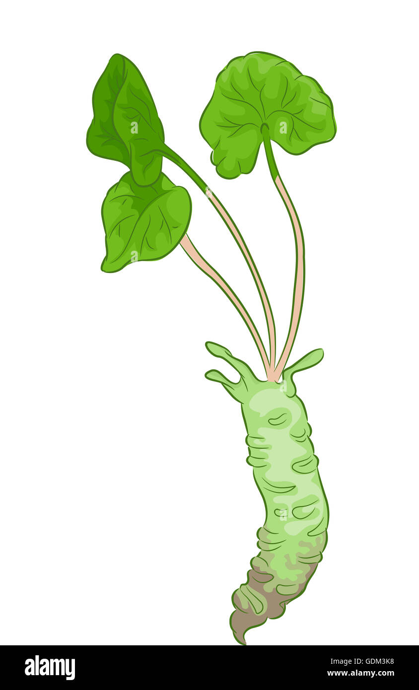 Illustration of a Wasabi Stem With Leaves Still Attached Stock Photo ...