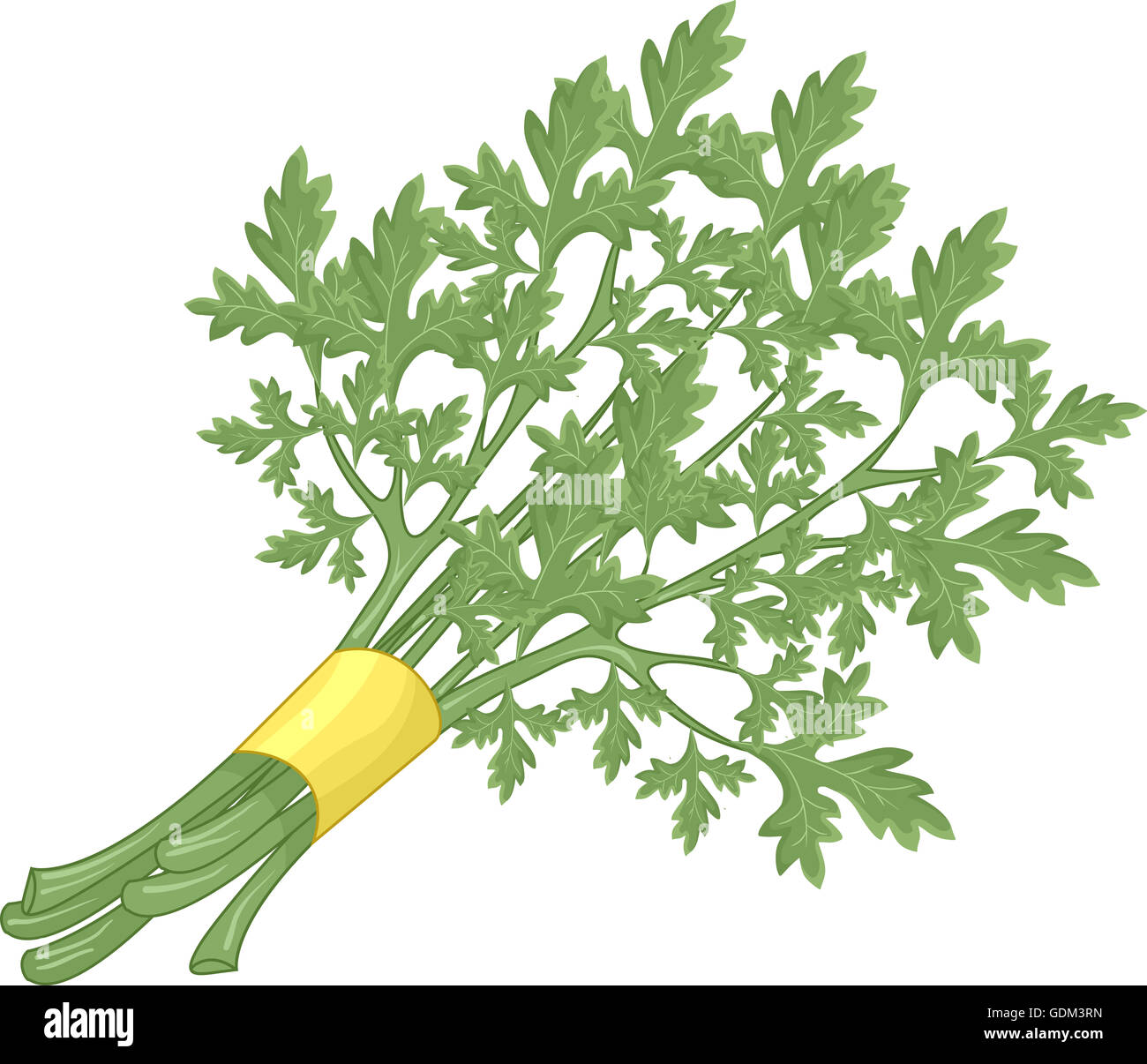 Illustration of a Bunch of Parsley Stalks Bound Together Stock Photo ...