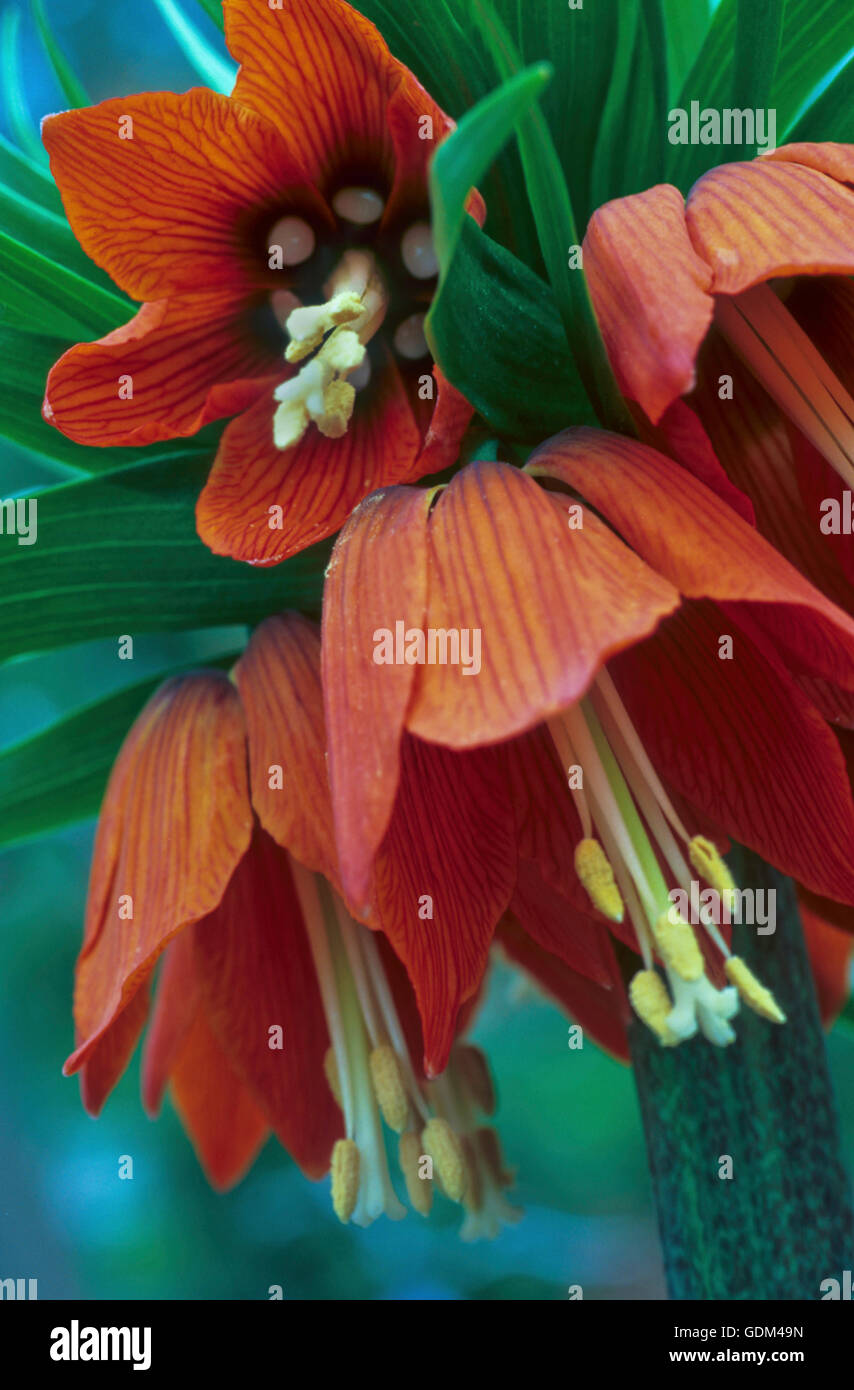 Dwarf crown hi-res stock photography and images - Alamy