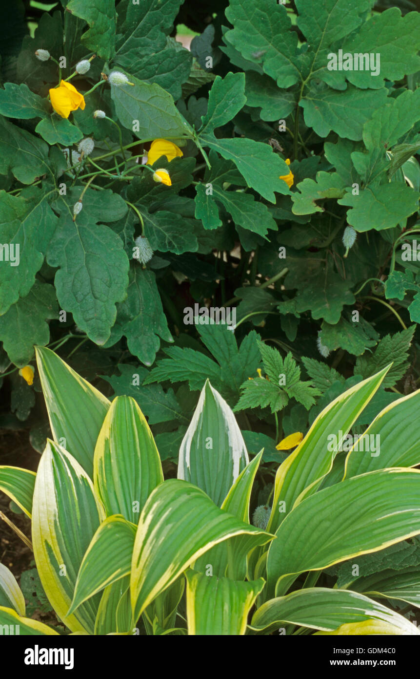 Hosta montana variegata hi-res stock photography and images - Alamy