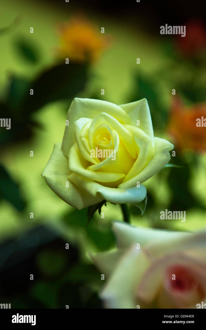 Cream Rose Stock Photos & Cream Rose Stock Images - Alamy