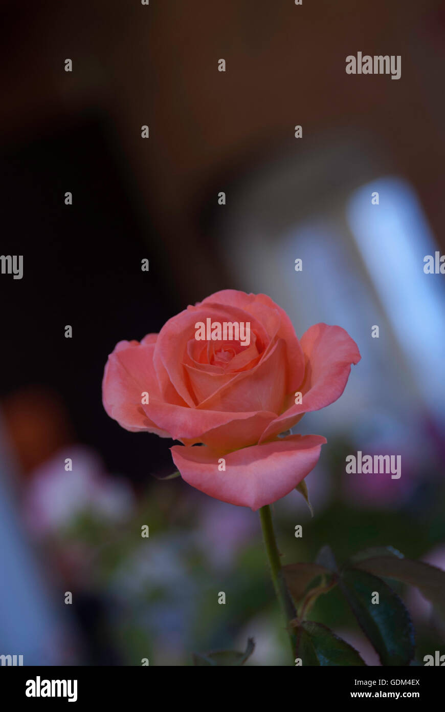 Rosa TOUCH OF CLASS, rose Stock Photo - Alamy