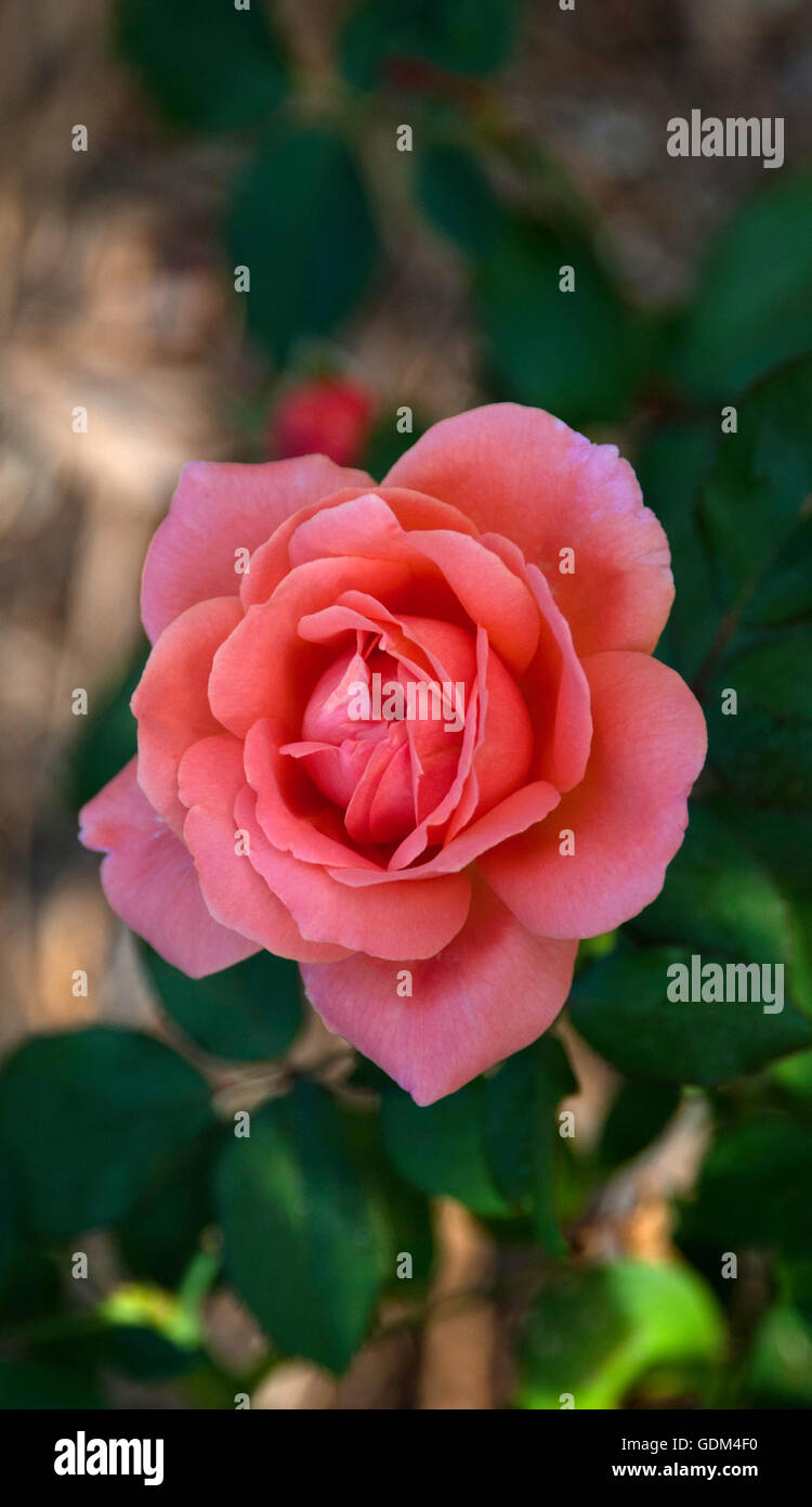 Rosa SWEET FRAGRANCE, rose Stock Photo - Alamy