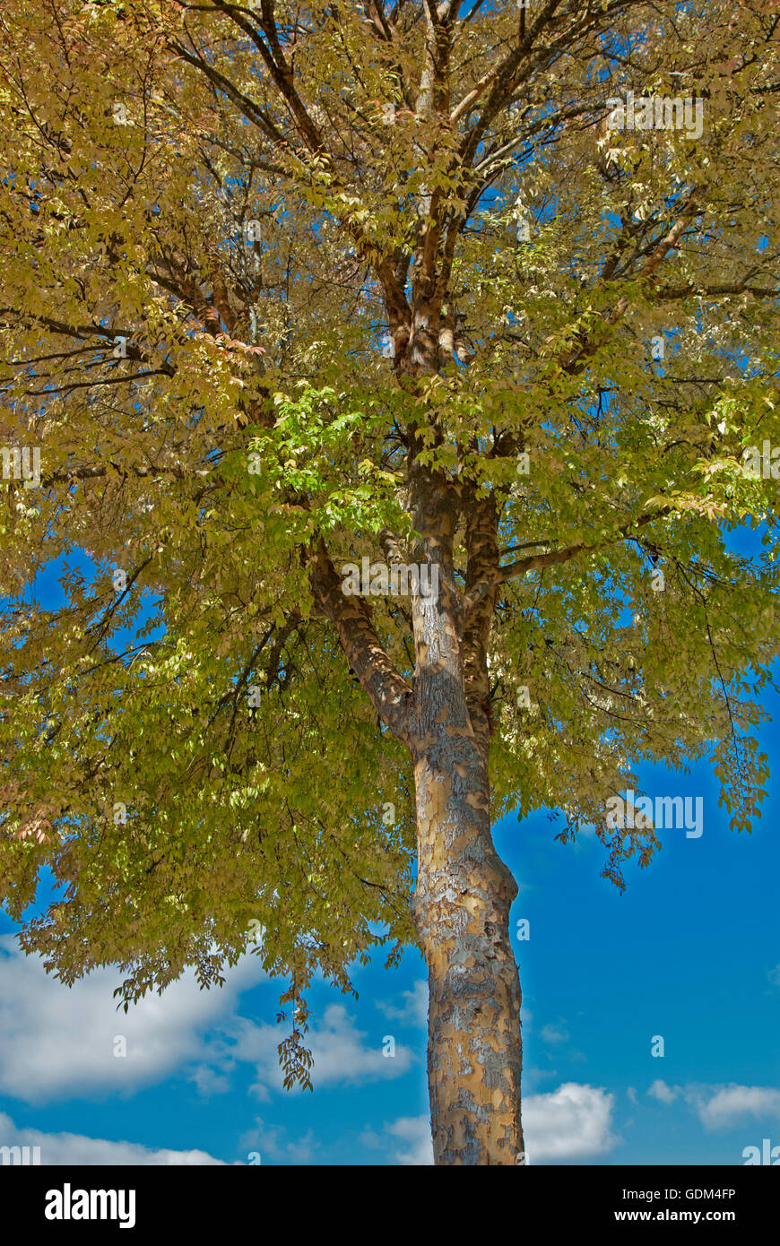 Ulmus parvifolia 'Allee' , Lacebark elm Stock Photo - Alamy