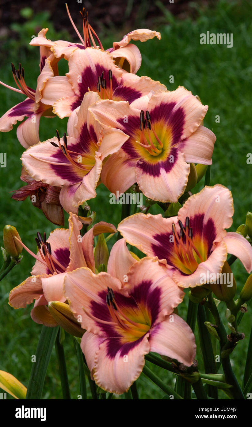 Hemerocallis, Daylily ,WINEBERRY CANDY Stock Photo - Alamy