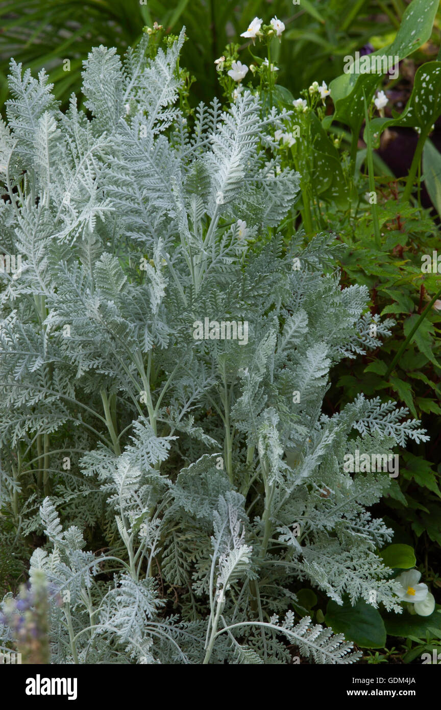 Dusty miller hi-res stock photography and images - Alamy