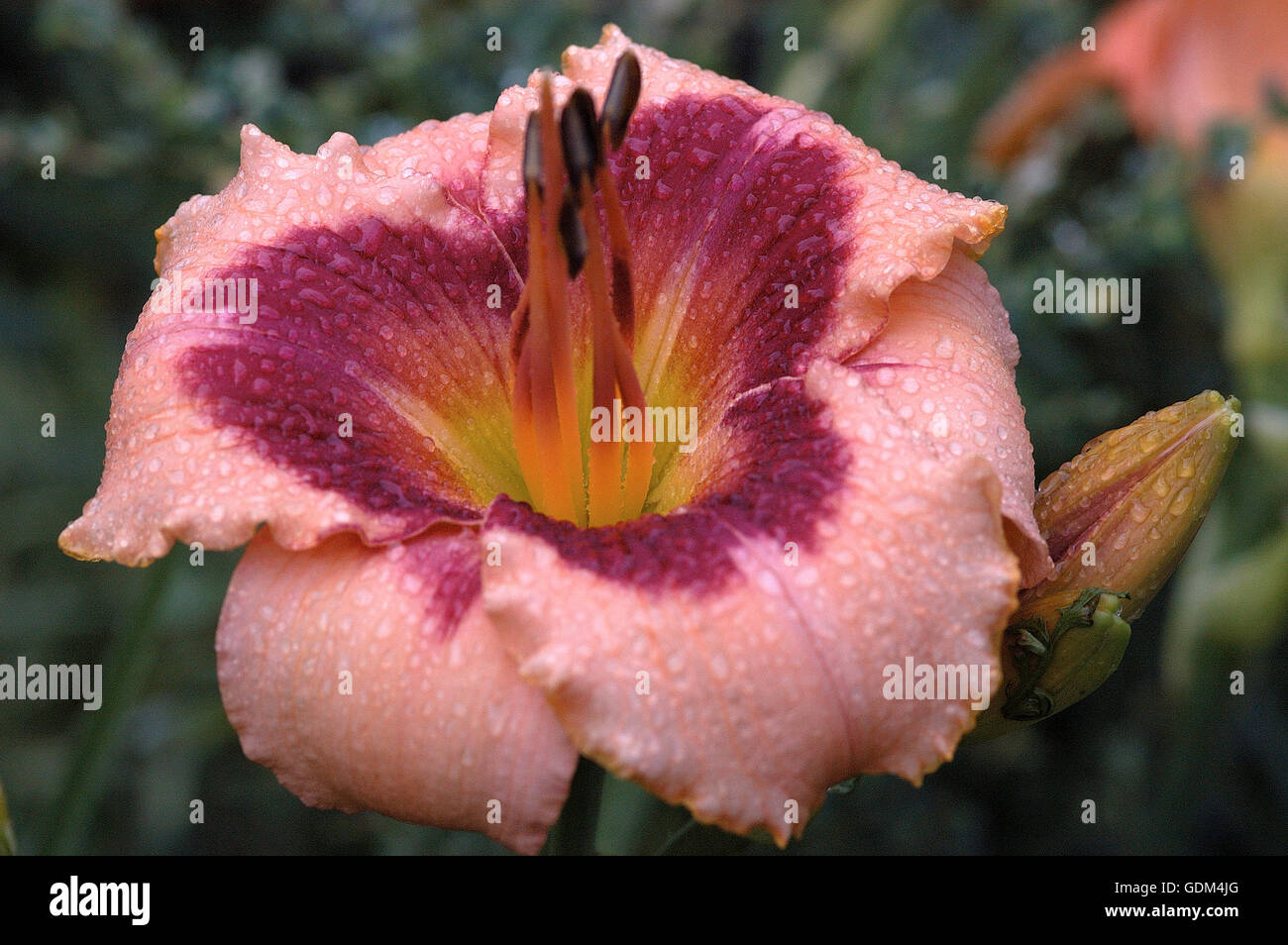 Hemerocallis Daylily WINEBERRY CANDY Stock Photo - Alamy