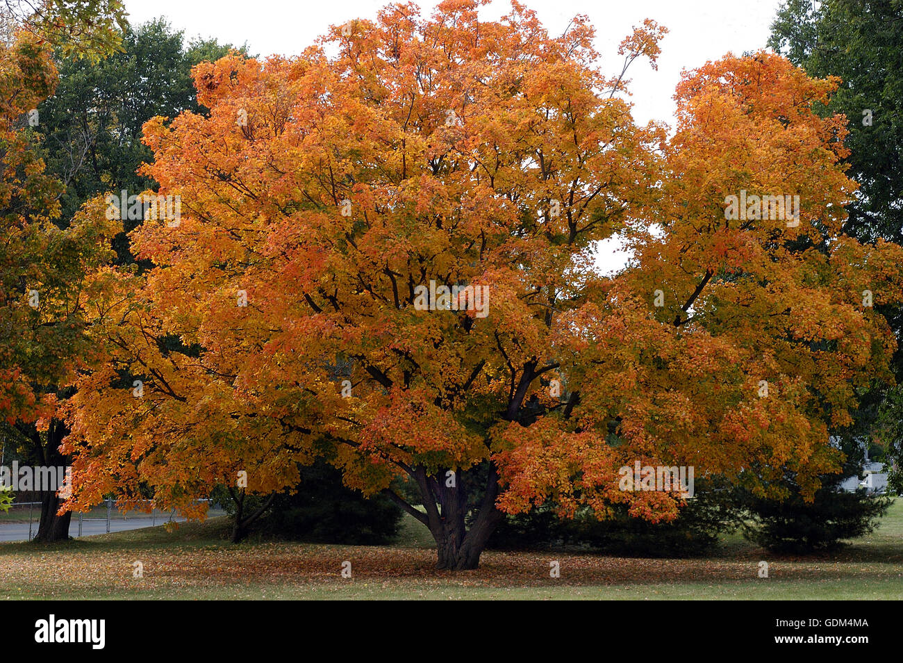 Quercus, Oak tree with fall color Stock Photo - Alamy