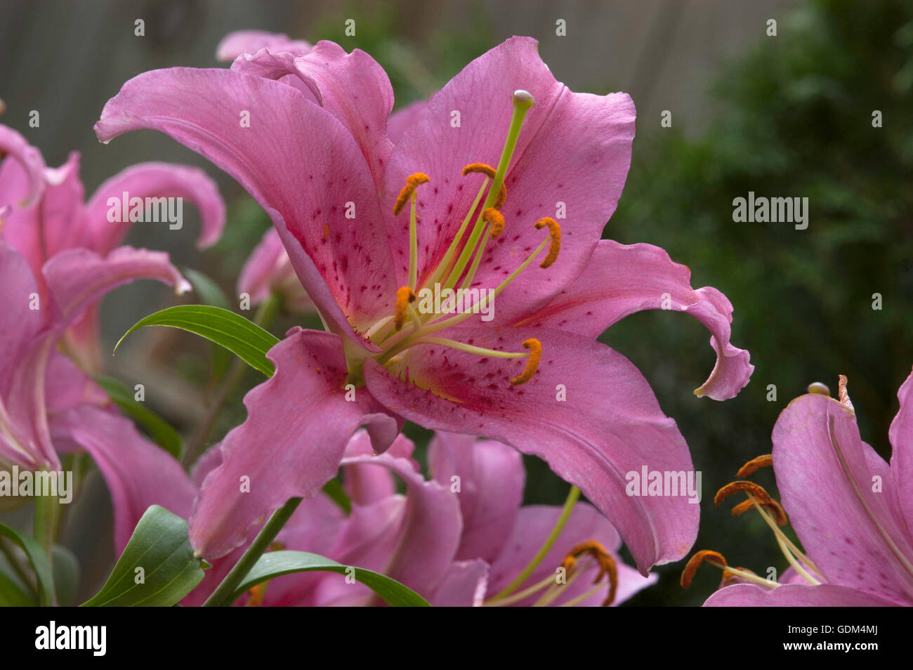 Acapulco lily hi-res stock photography and images - Alamy