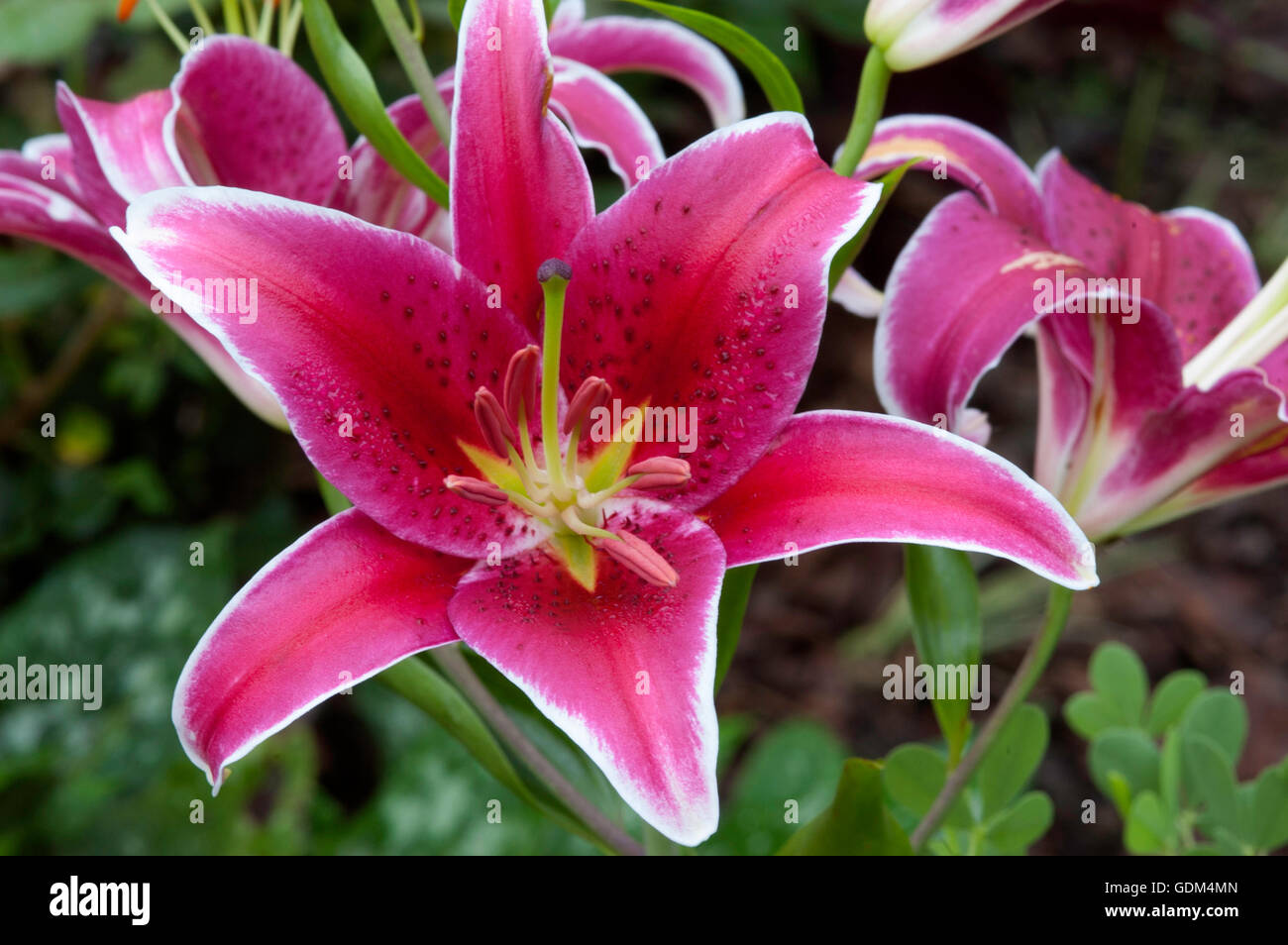 Lily lilium vertical portrait hi-res stock photography and images - Alamy