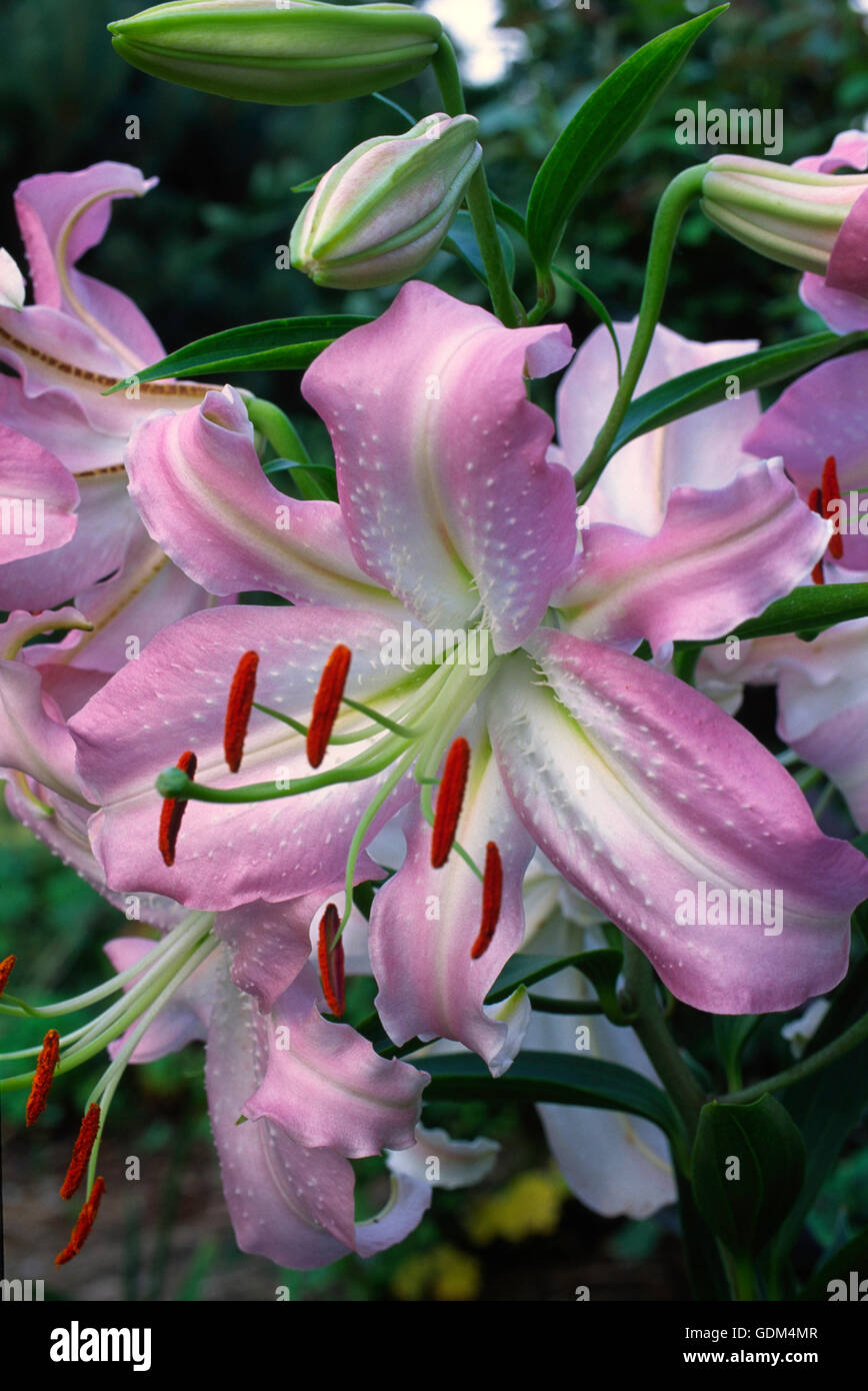Lilium MARCO POLO Stock Photo - Alamy