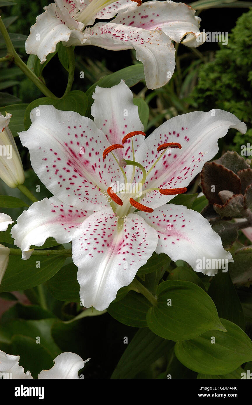 Lilium display hi-res stock photography and images - Alamy
