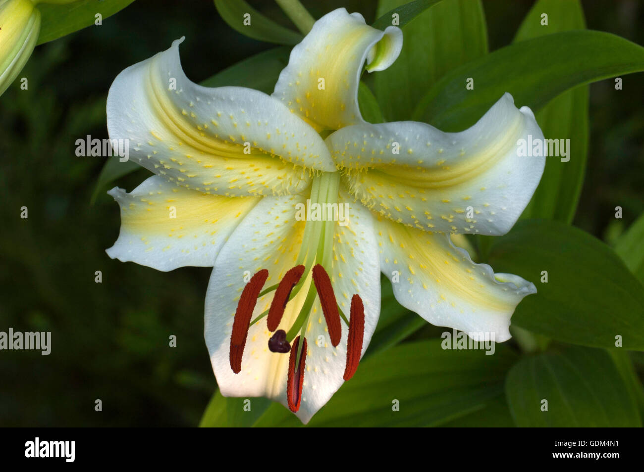 Pookie hi-res stock photography and images - Alamy