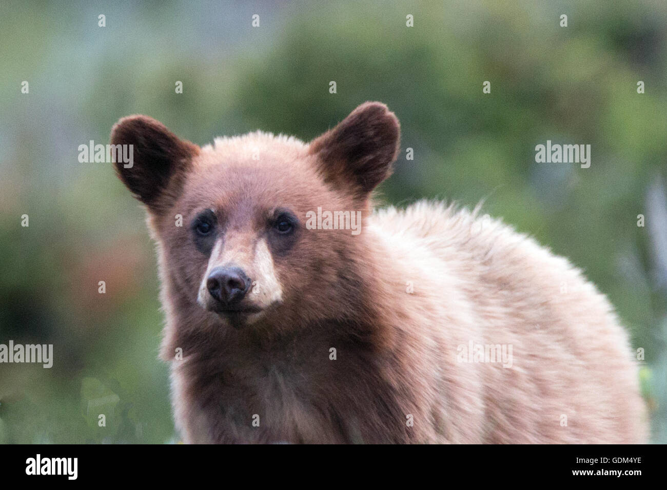 Black bear yearling hi-res stock photography and images - Alamy