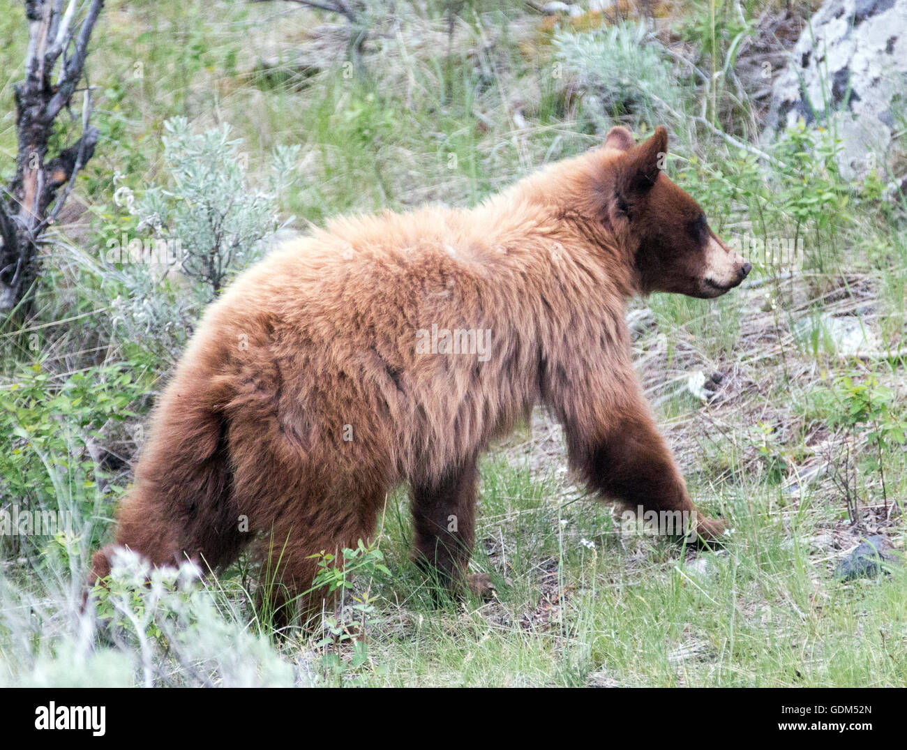 Cute cinnamon bear cub in tree hi-res stock photography and images - Alamy
